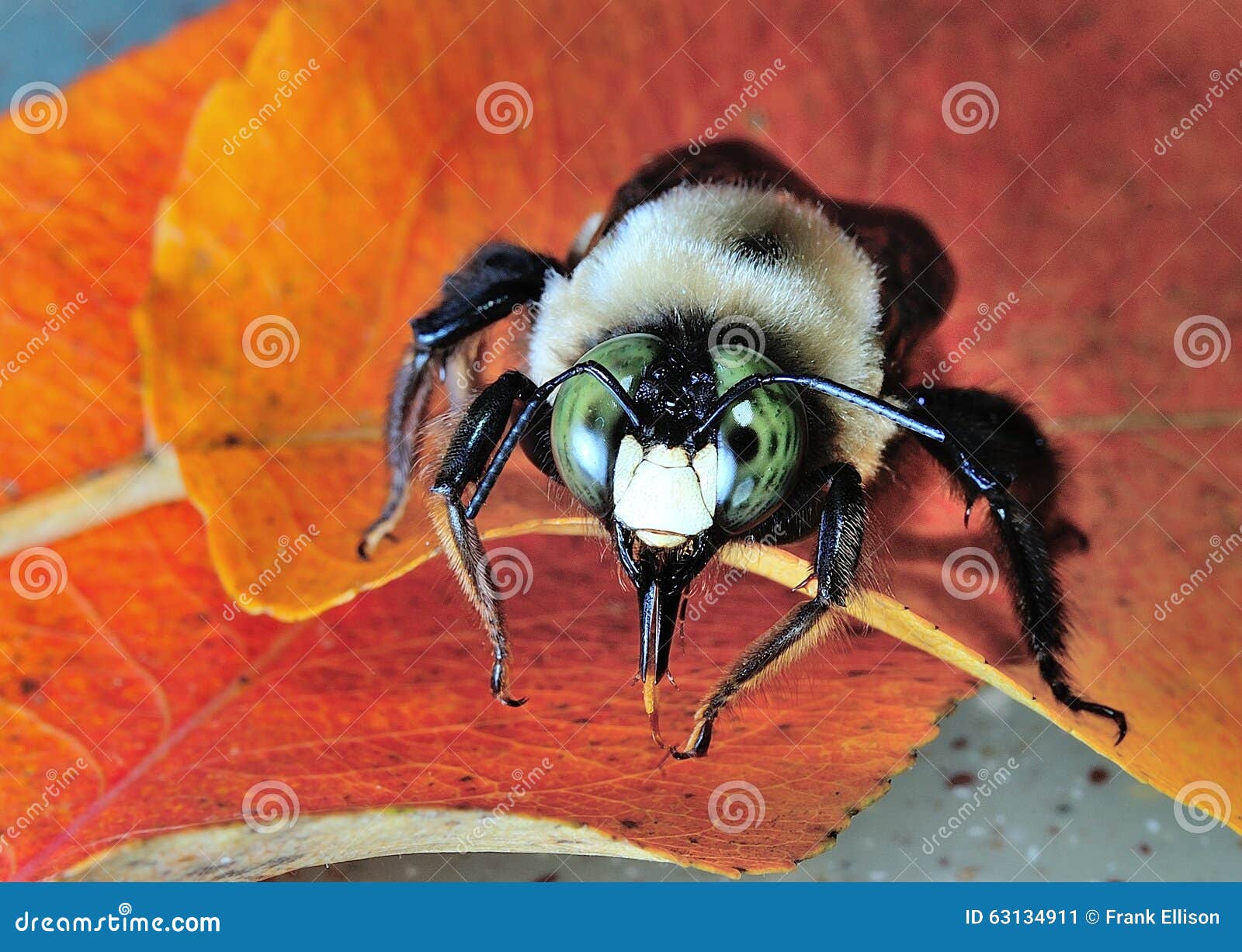Bumble Bee stock image. Image of insects, leaves, setting - 63134911