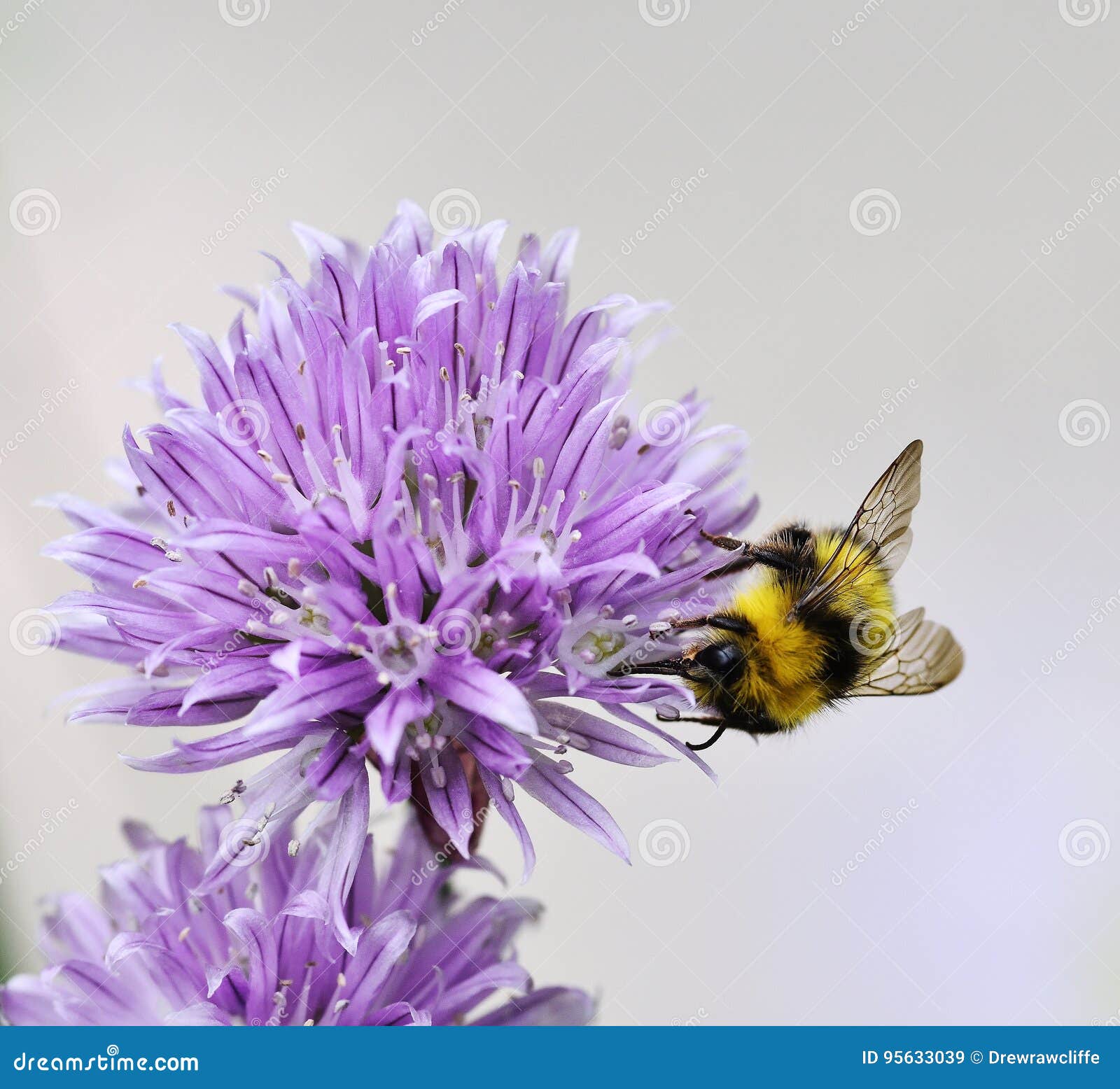 Bumble Bee stock image. Image of buff, bees, yellow, garden - 95633039