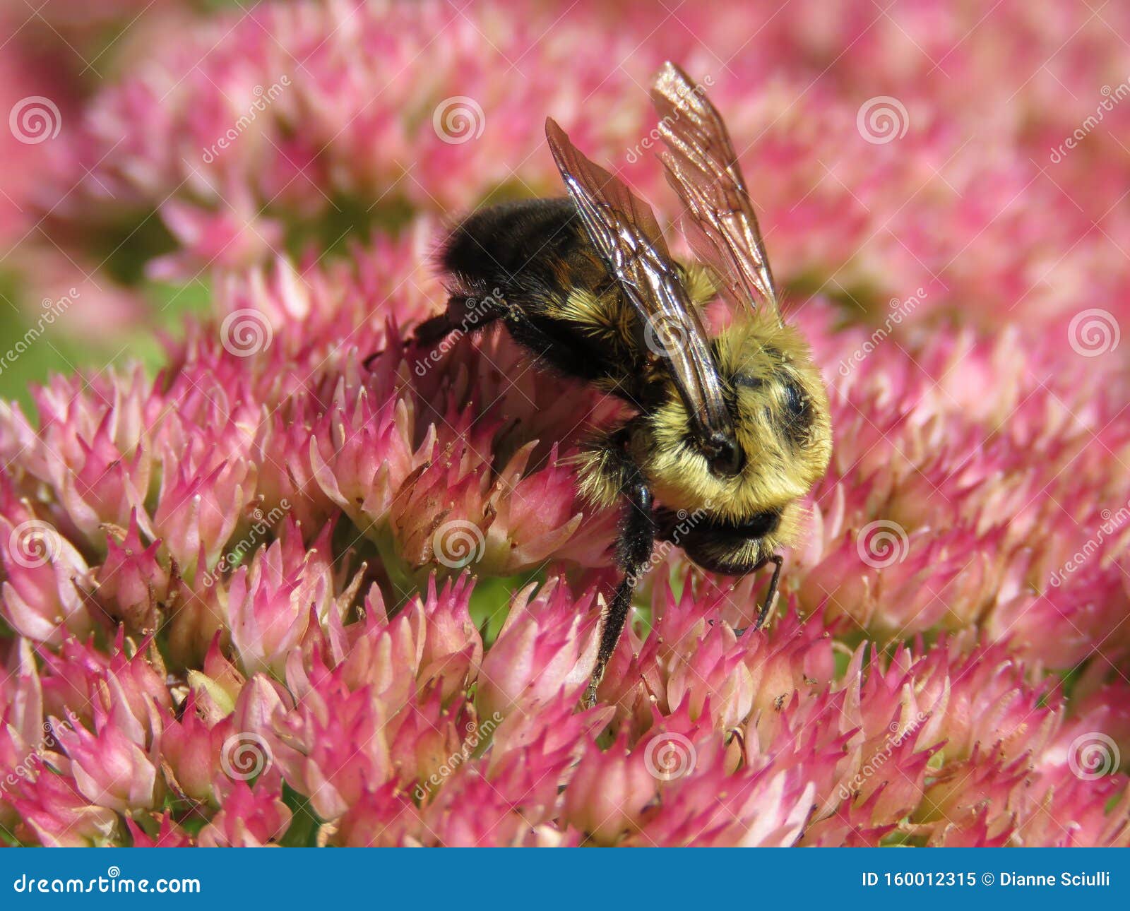 Bumble Bee stock image. Image of insect, bumble, pollinator - 160012315