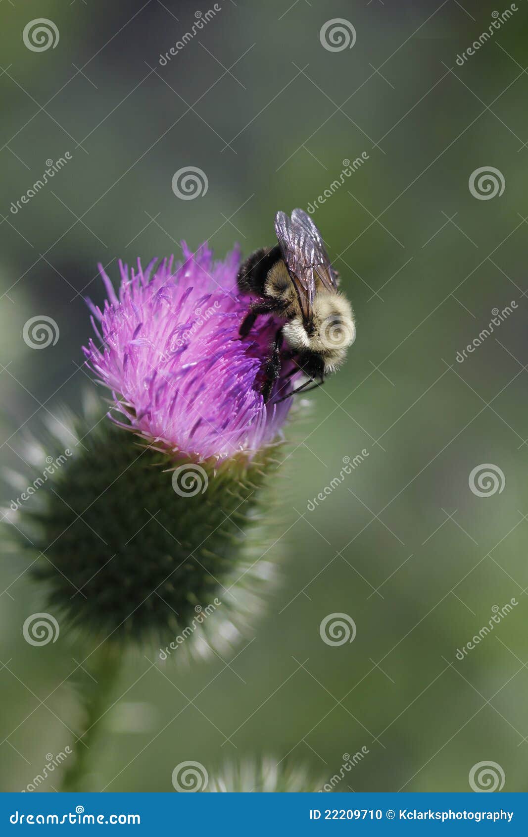 Bumble Bee on Bull Thistle stock photo. Image of county - 22209710