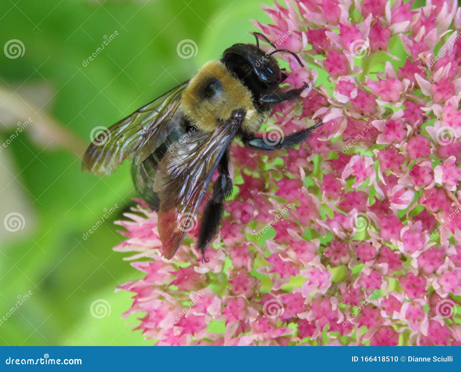 Bumble Bee stock photo. Image of bees, insect, bumblebee - 166418510