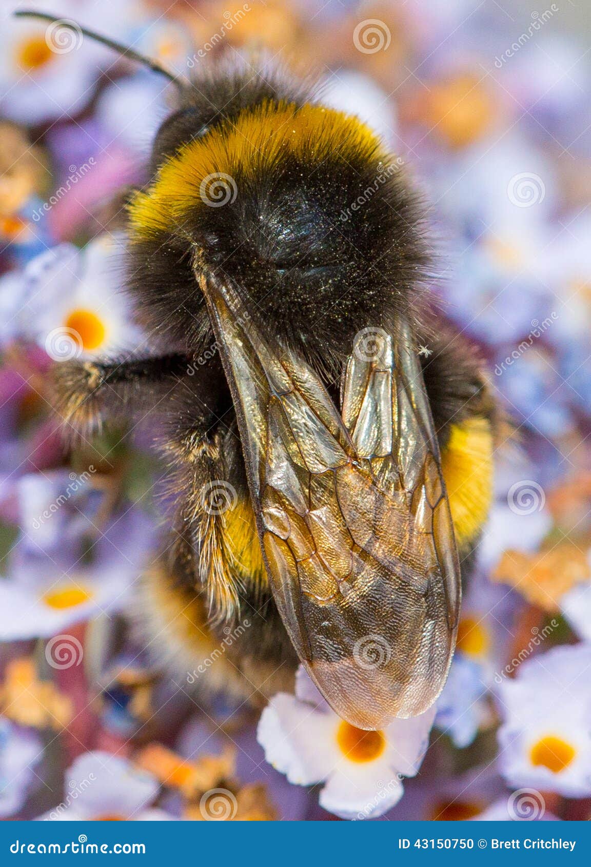 Bumble bee stock photo. Image of feeding, bumble, wings - 43150750