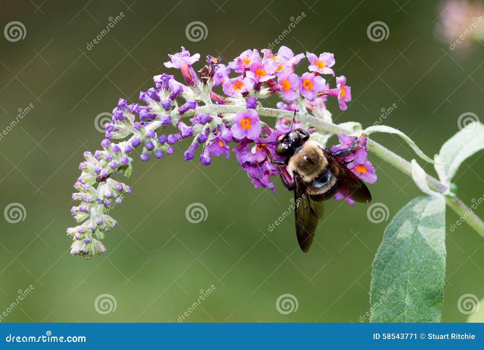 Bumble Bee on Butterfly Bush Stock Image - Image of insect, green: 58543771