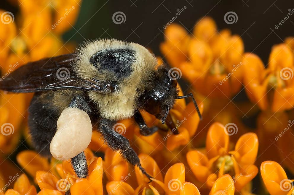 Bumble Bee on Butterfly Flower Stock Photo - Image of butiner ...