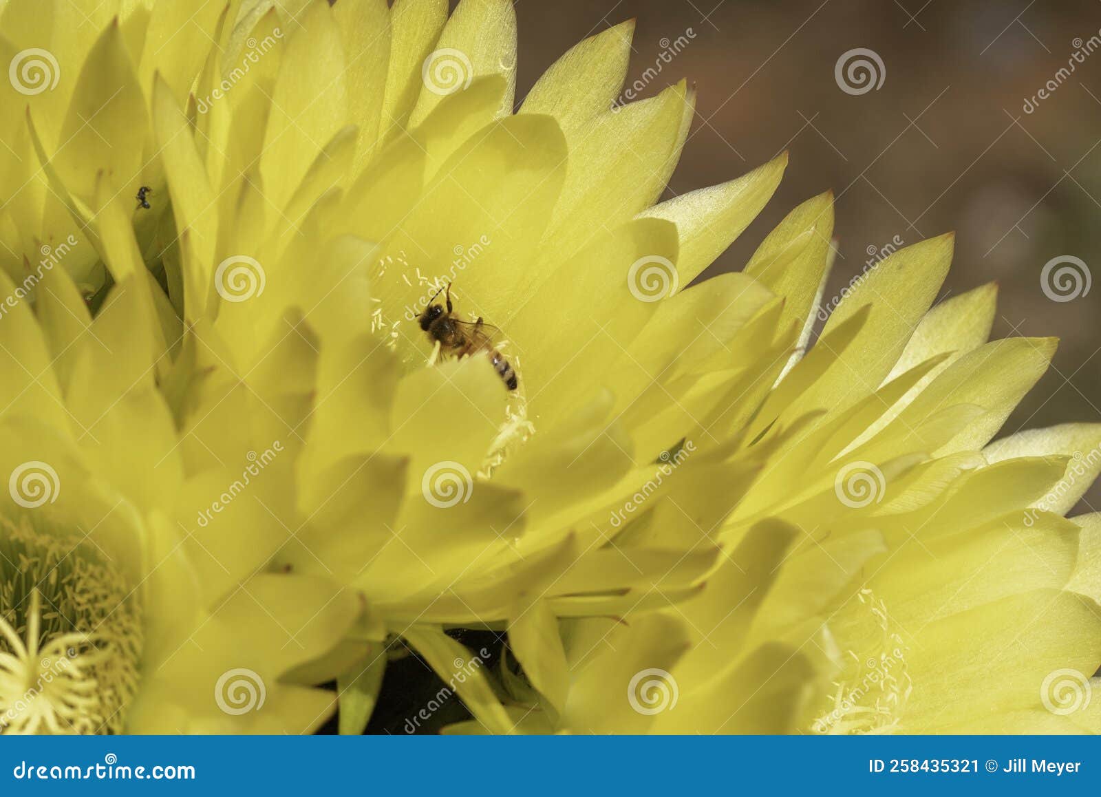 Bumble Bee Buzzing Around Flowers Stock Image - Image of forest ...