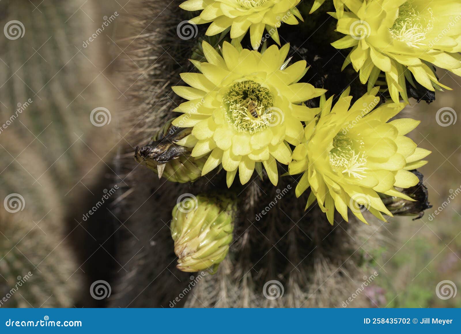 Bumble Bee Buzzing Around Flowers Stock Photo - Image of wild, meyer ...