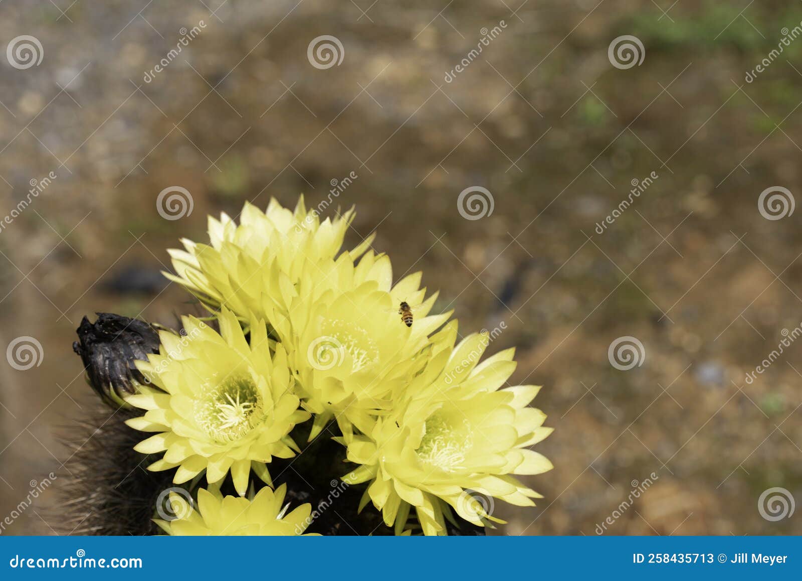Bumble Bee Buzzing Around Flowers Stock Image - Image of bright ...