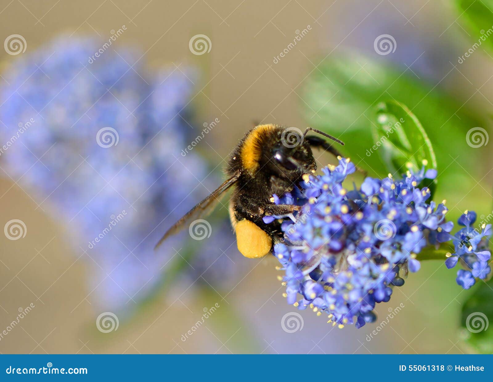 Bumble Bee on Ceanothus Blossom Stock Photo - Image of blossom, buff ...
