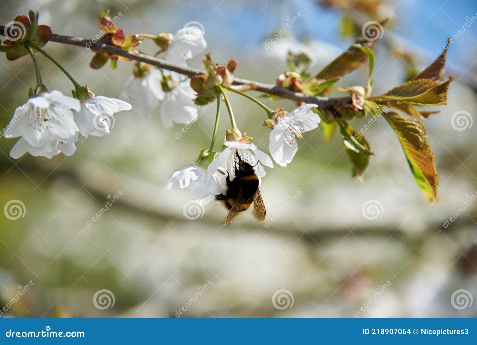Bumble Bee on Cherry Tree Blossom Stock Photo - Image of seasonality ...