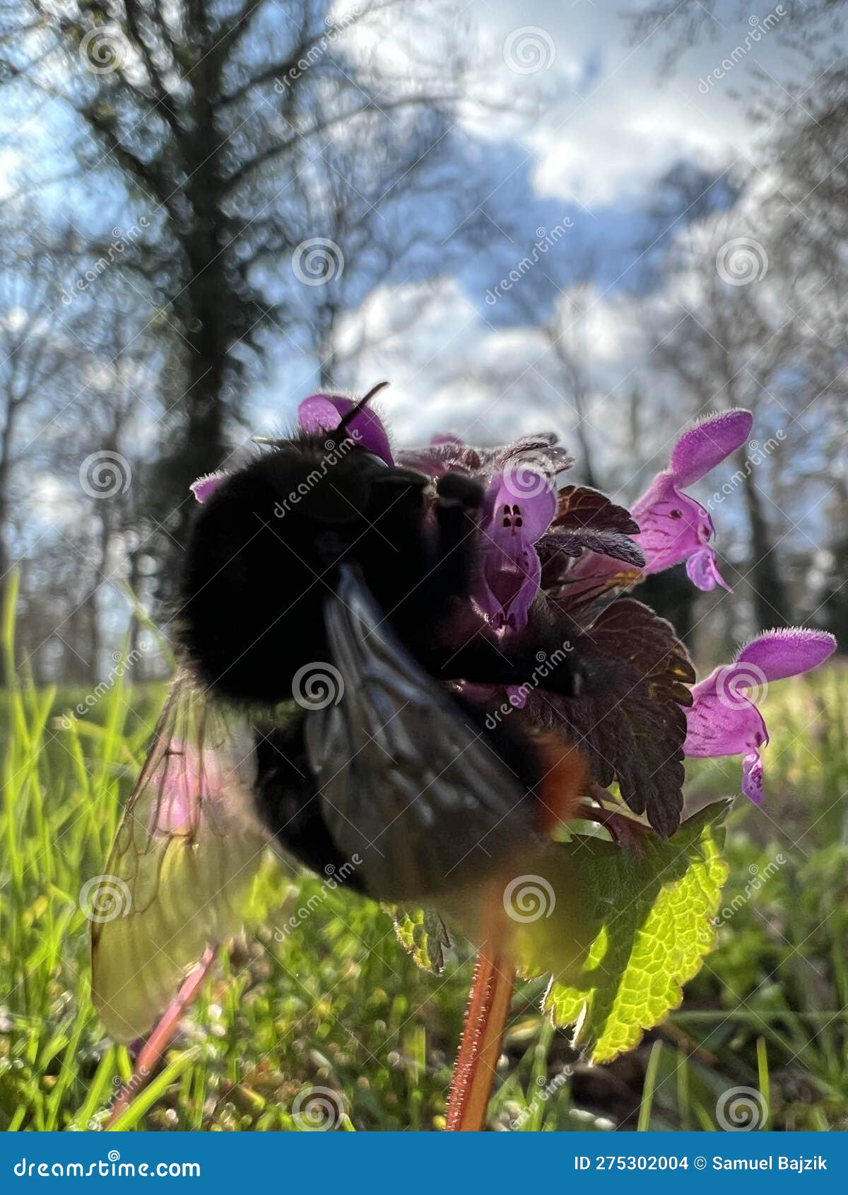 Bumble-bee Chilling in Flowers Stock Photo - Image of bumblebee, nature ...