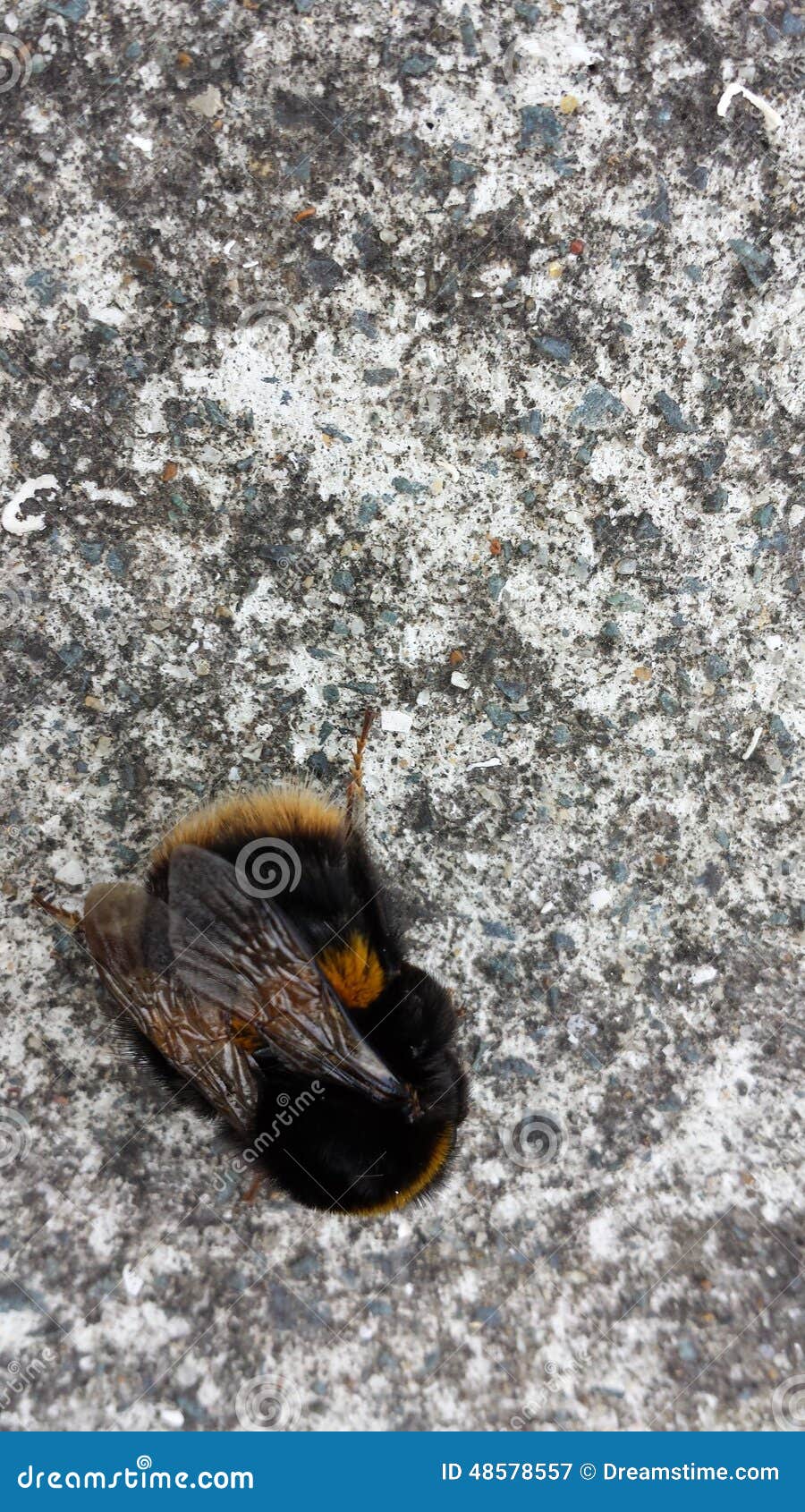 Bumble bee stock image. Image of close, insect, bumble - 48578557