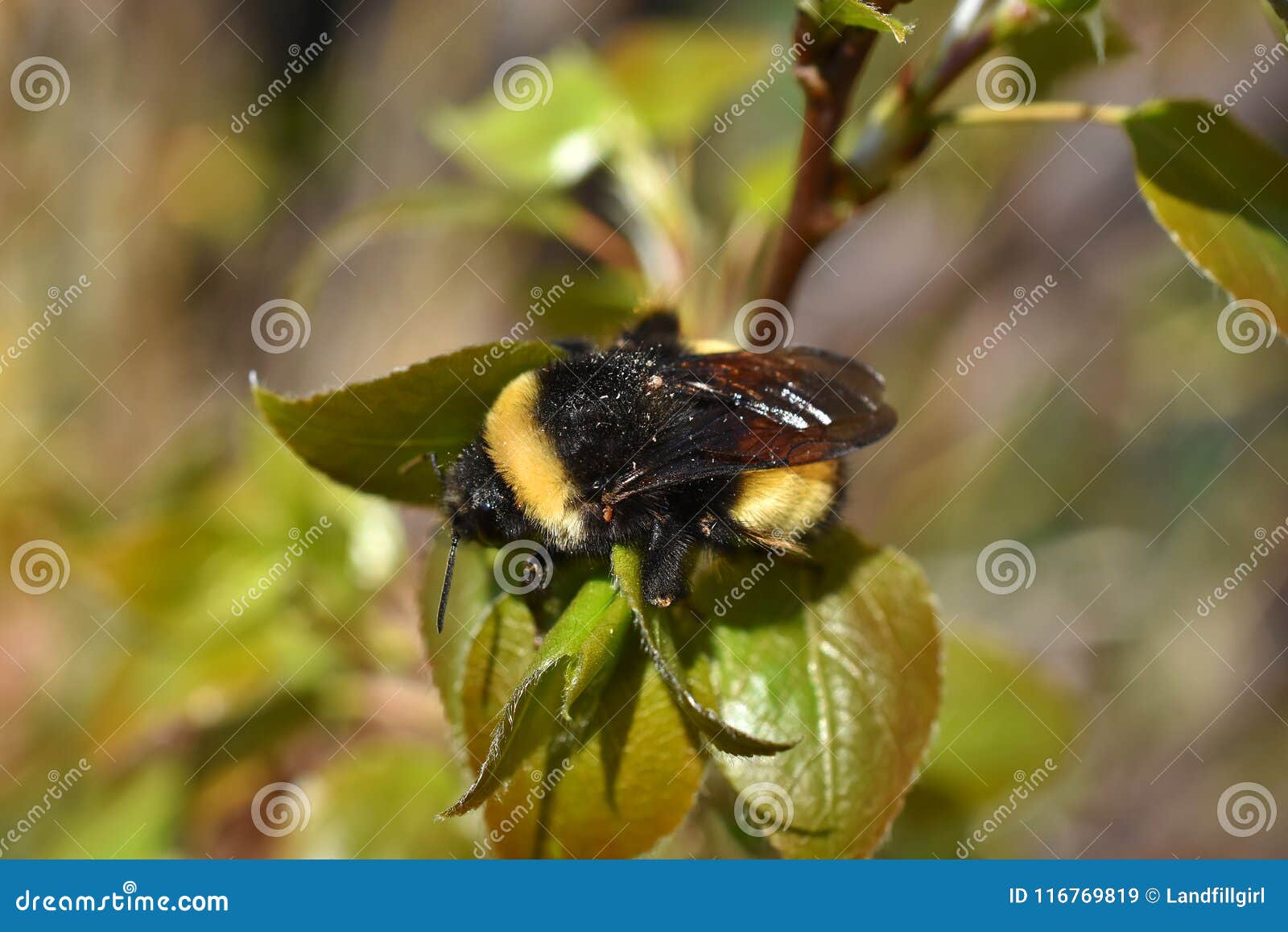 Bumble Bee Close Up stock image. Image of color, wildlife - 116769819