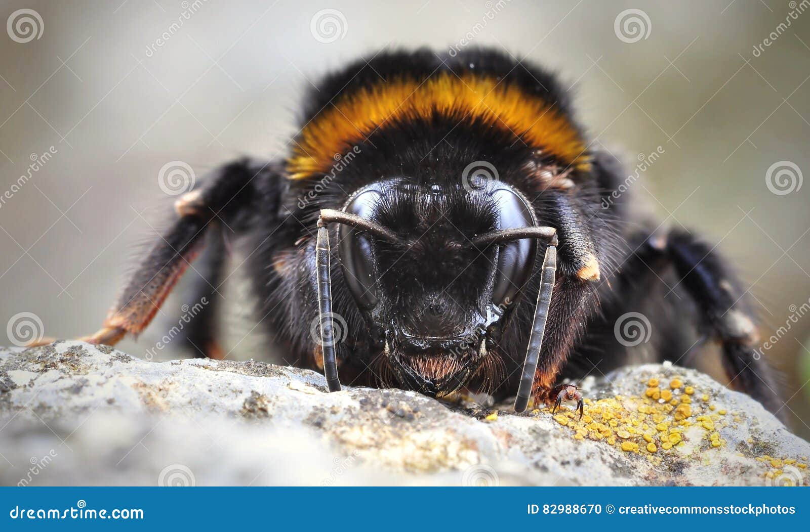 Bumble Bee Picture. Image: 82988670