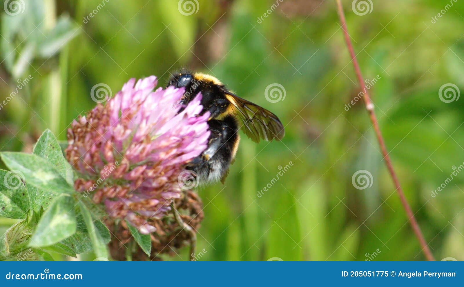 Bumble Bee on a Clover Flower Stock Image - Image of macrophotography ...