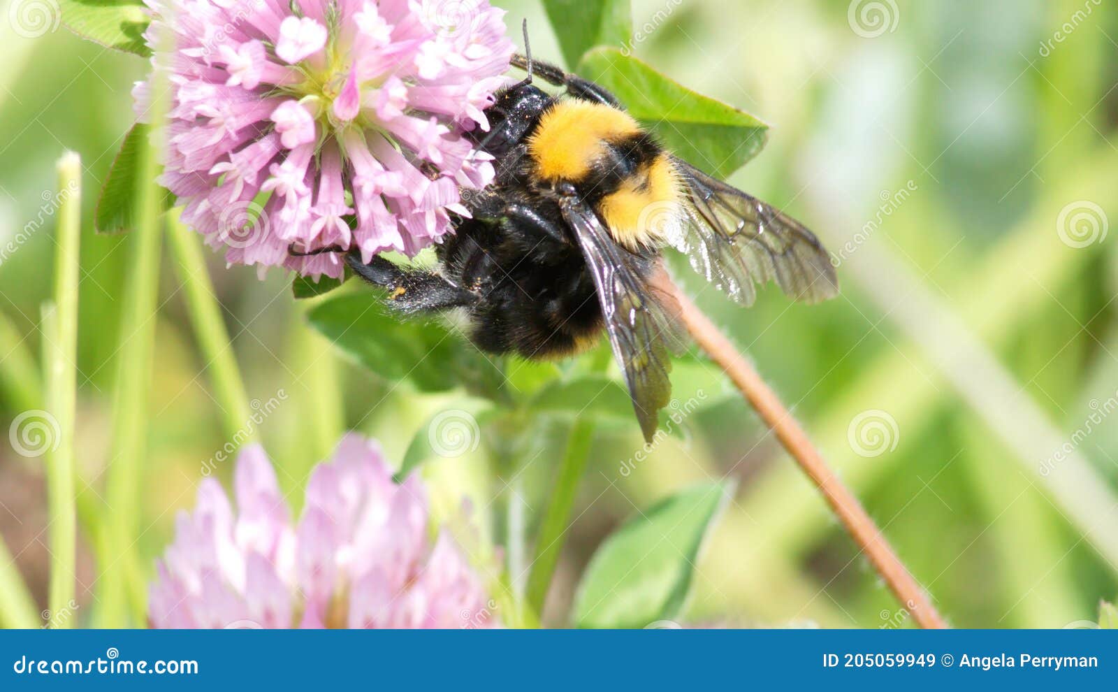 Bumble Bee on a Clover Flower Stock Image - Image of clover, leafhopper ...