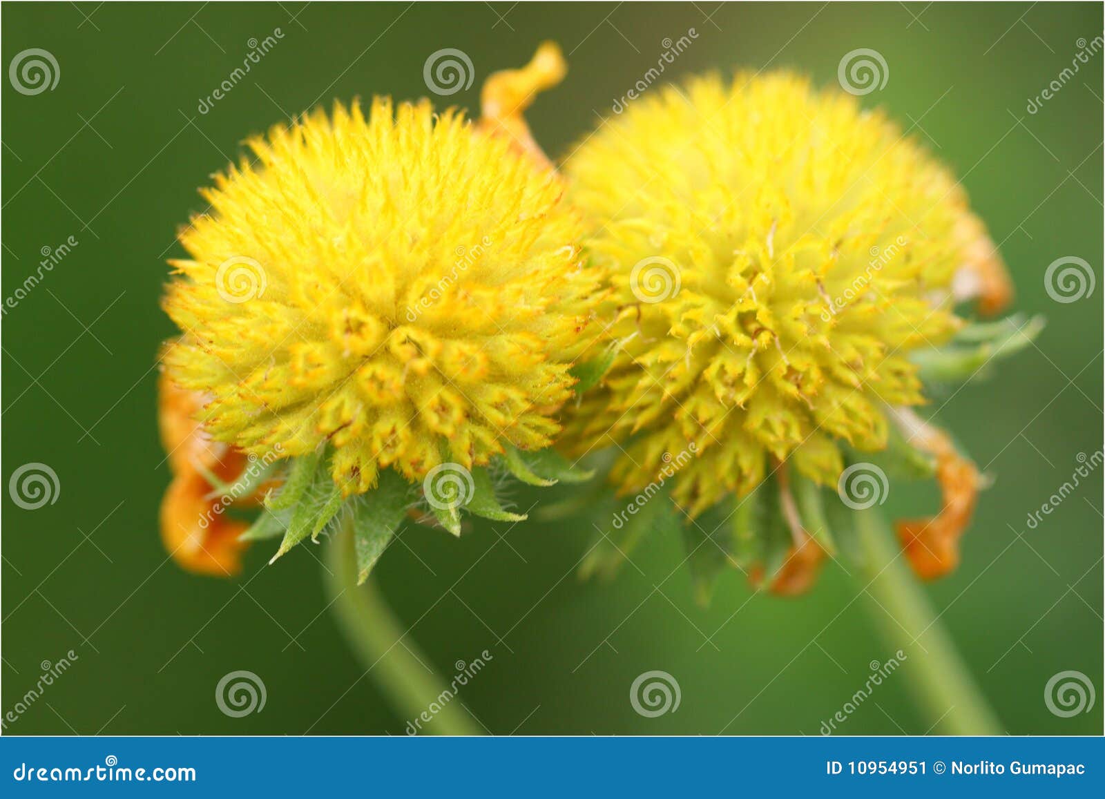 Bumble Bee Collecting Pollen Stock Image - Image of beauty, flora: 10954951