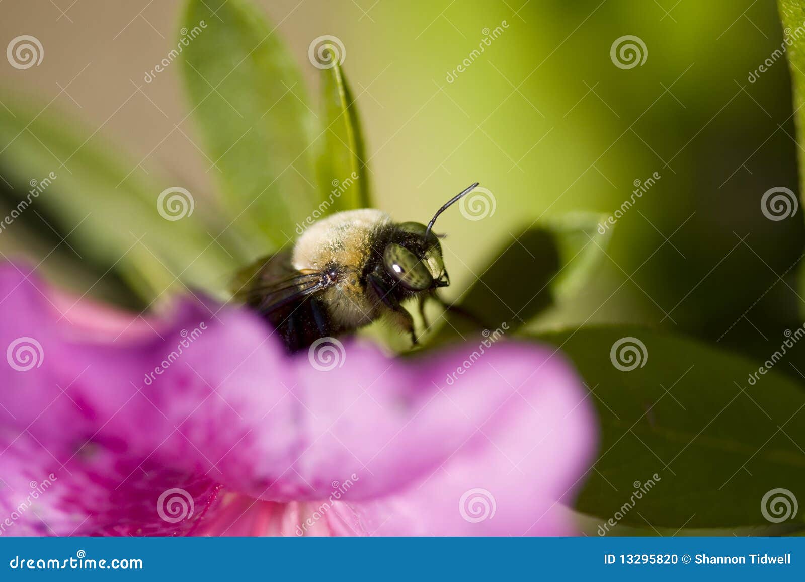 Bumble Bee Collecting Pollen Stock Photo - Image of eating, bumblebee ...