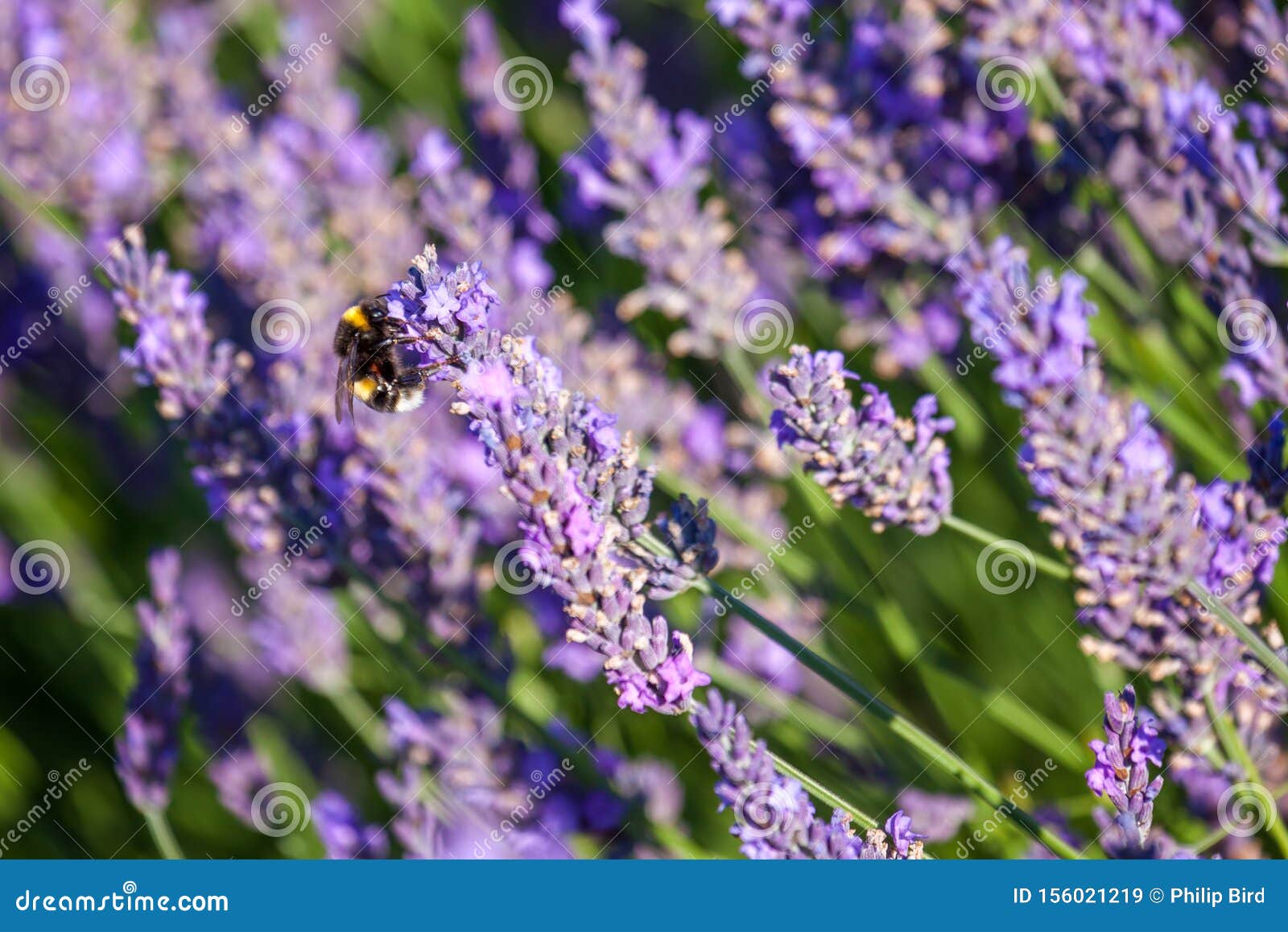 Bumble Bee Collecting Pollen from Lavender Flowers Stock Image - Image ...