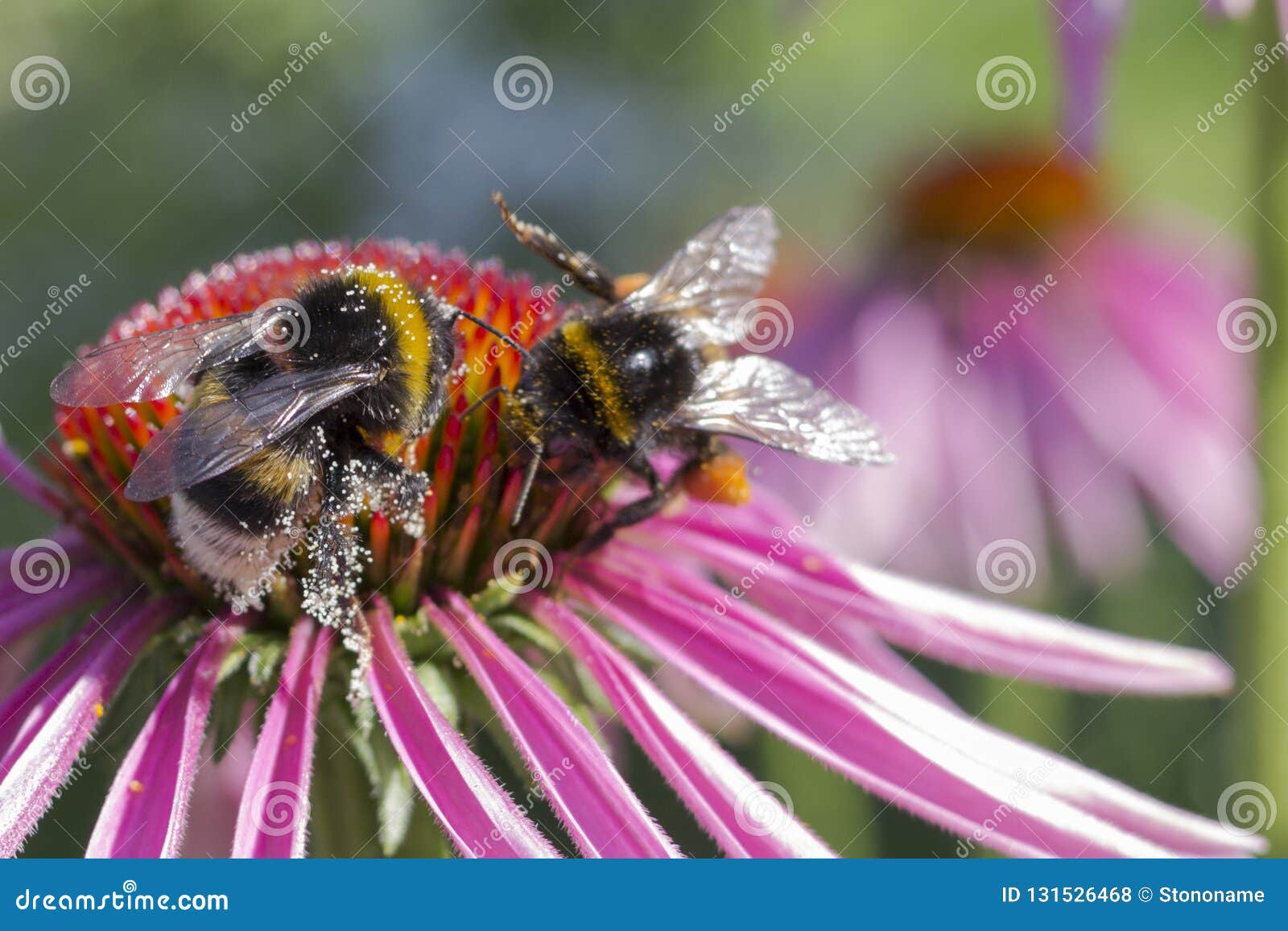Bumble Bee Collecting Pollen from Red Flower Stock Photo - Image of ...