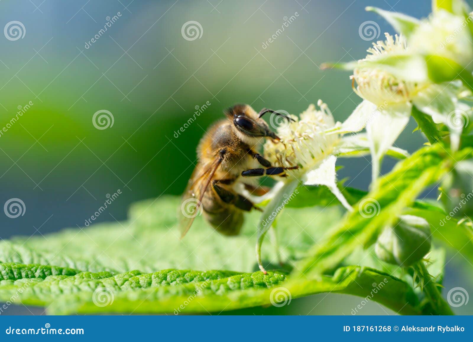 Bumble Bee Collecting Pollen in the Summer Sunshine Stock Photo - Image ...
