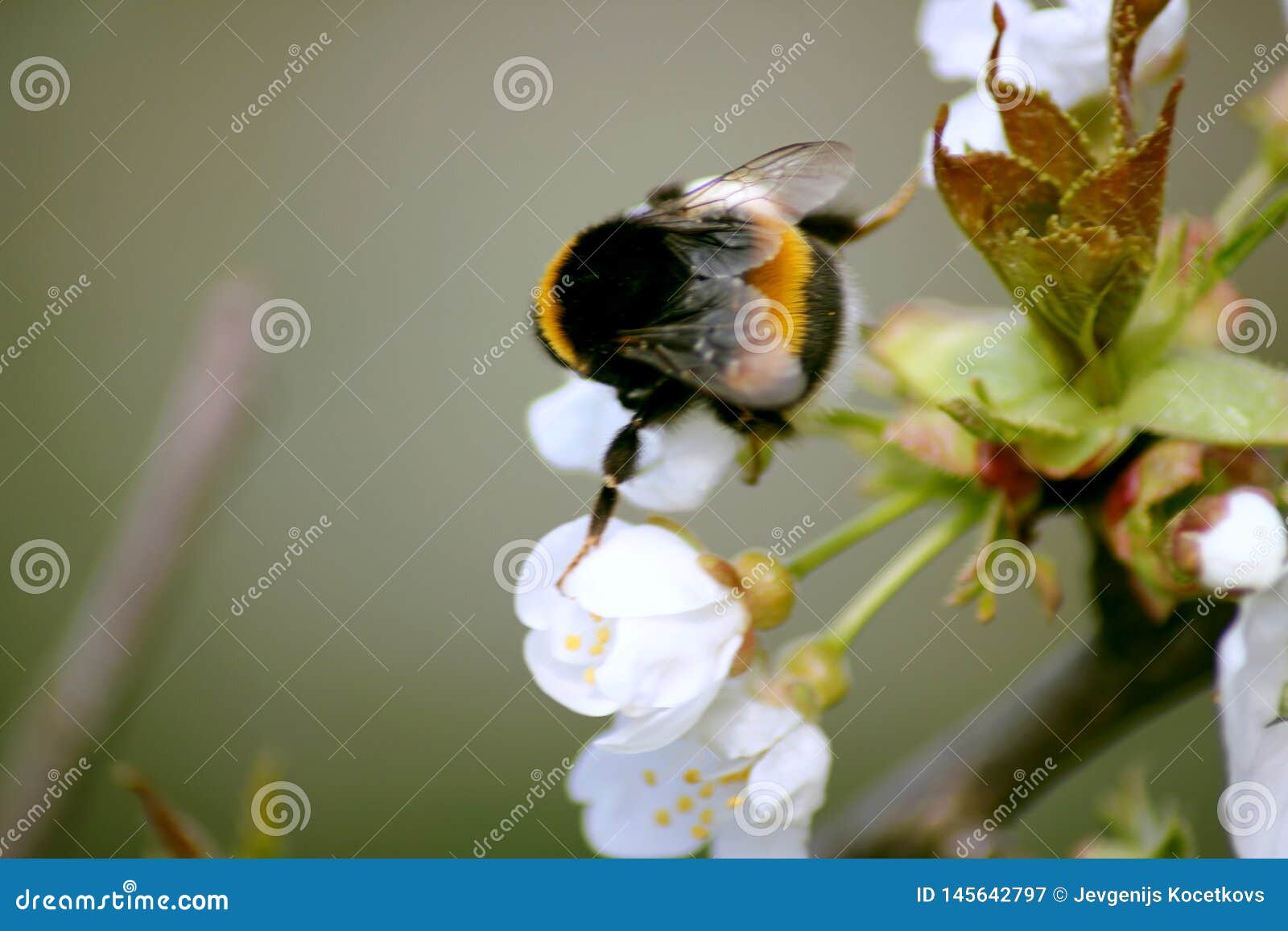 Bumble Bee Collects Nectar on Blooming Apple Tree Stock Image - Image ...