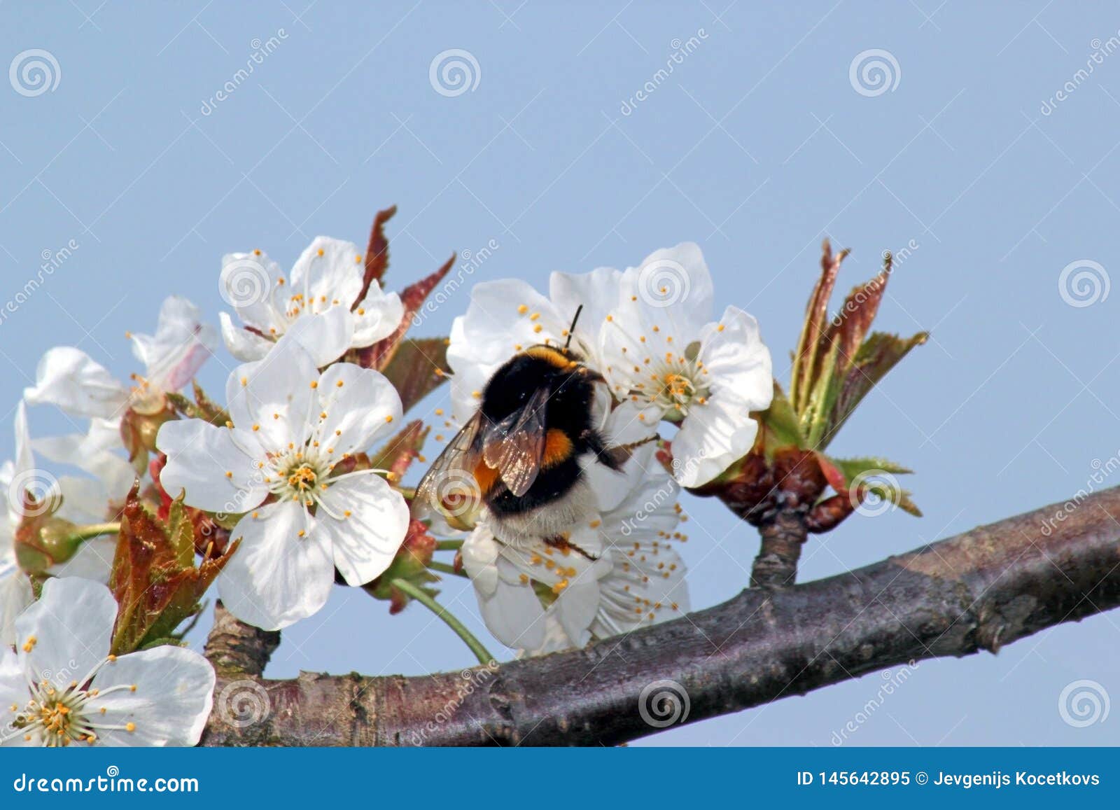 Bumble Bee Collects Nectar on Blooming Apple Tree Stock Image - Image ...
