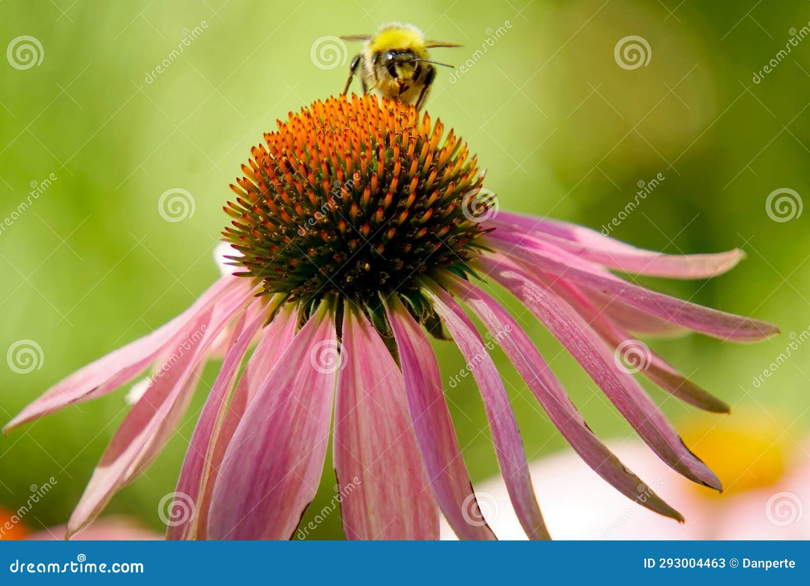 Bumble Bee on Coneflower stock image. Image of pollinator - 293004463