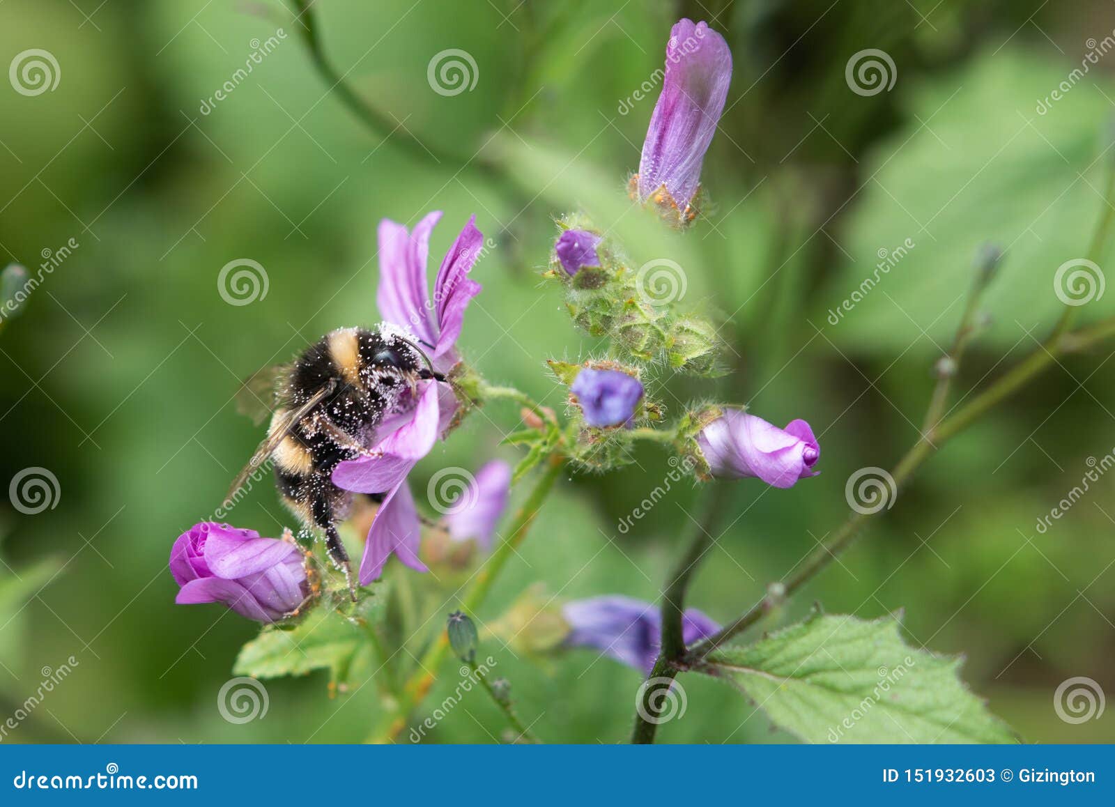 Bumble Bee Covered in Pollen Stock Image - Image of natural, alive ...