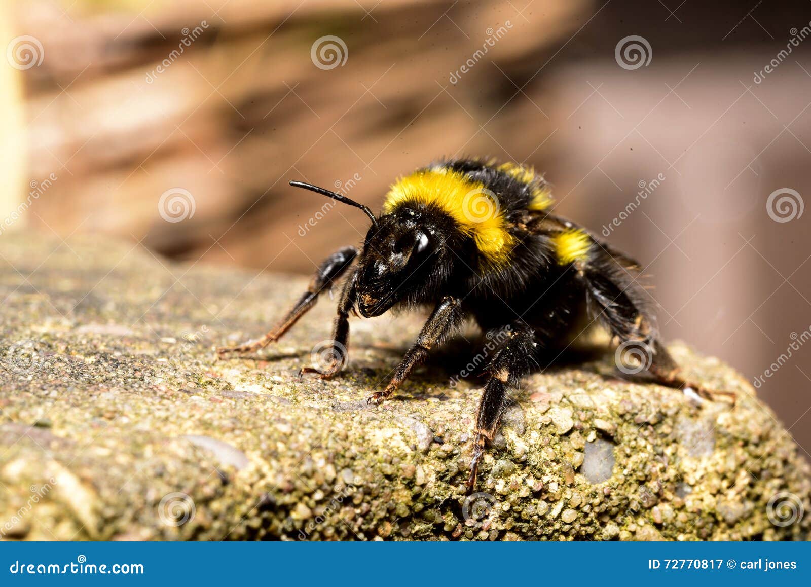 Bumble Bee crawling stock image. Image of granite, bumble - 72770817