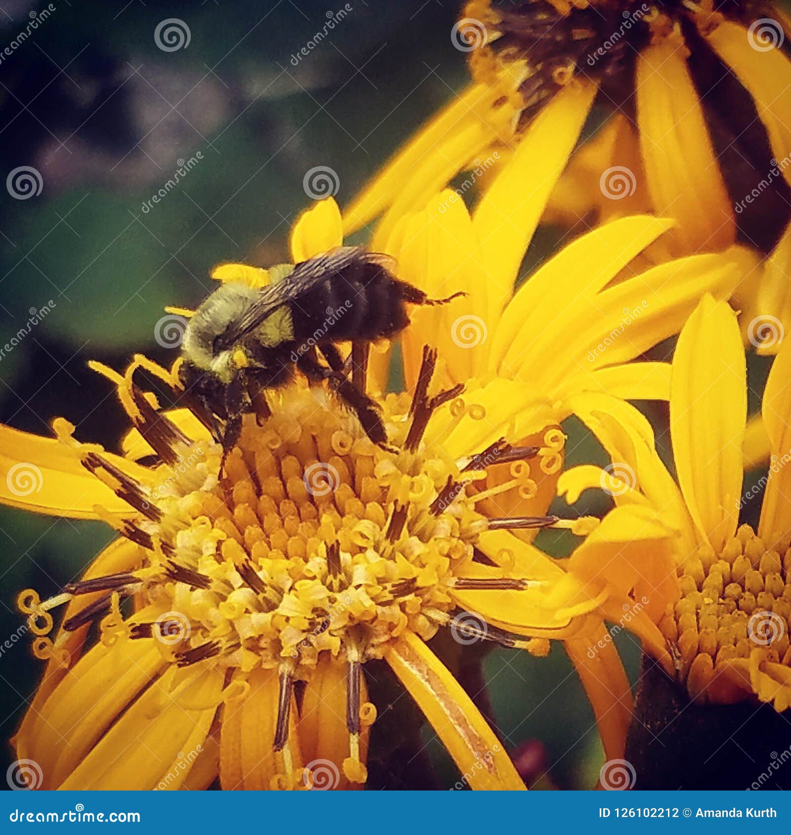 Bumbles stock photo. Image of bumble, eating, bumbles - 126102212