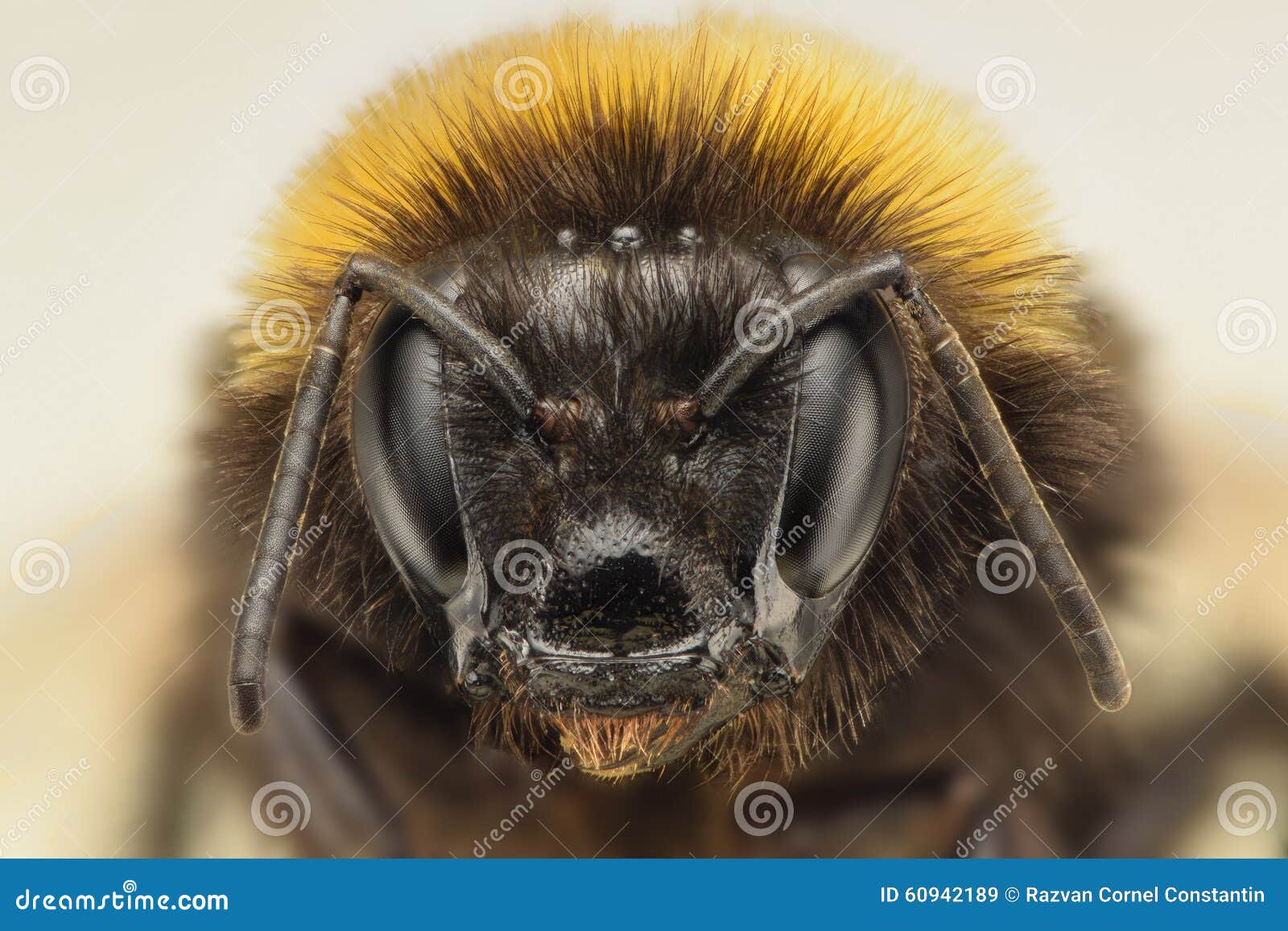 Bumble Bee extreme closeup stock image. Image of hair - 60942189