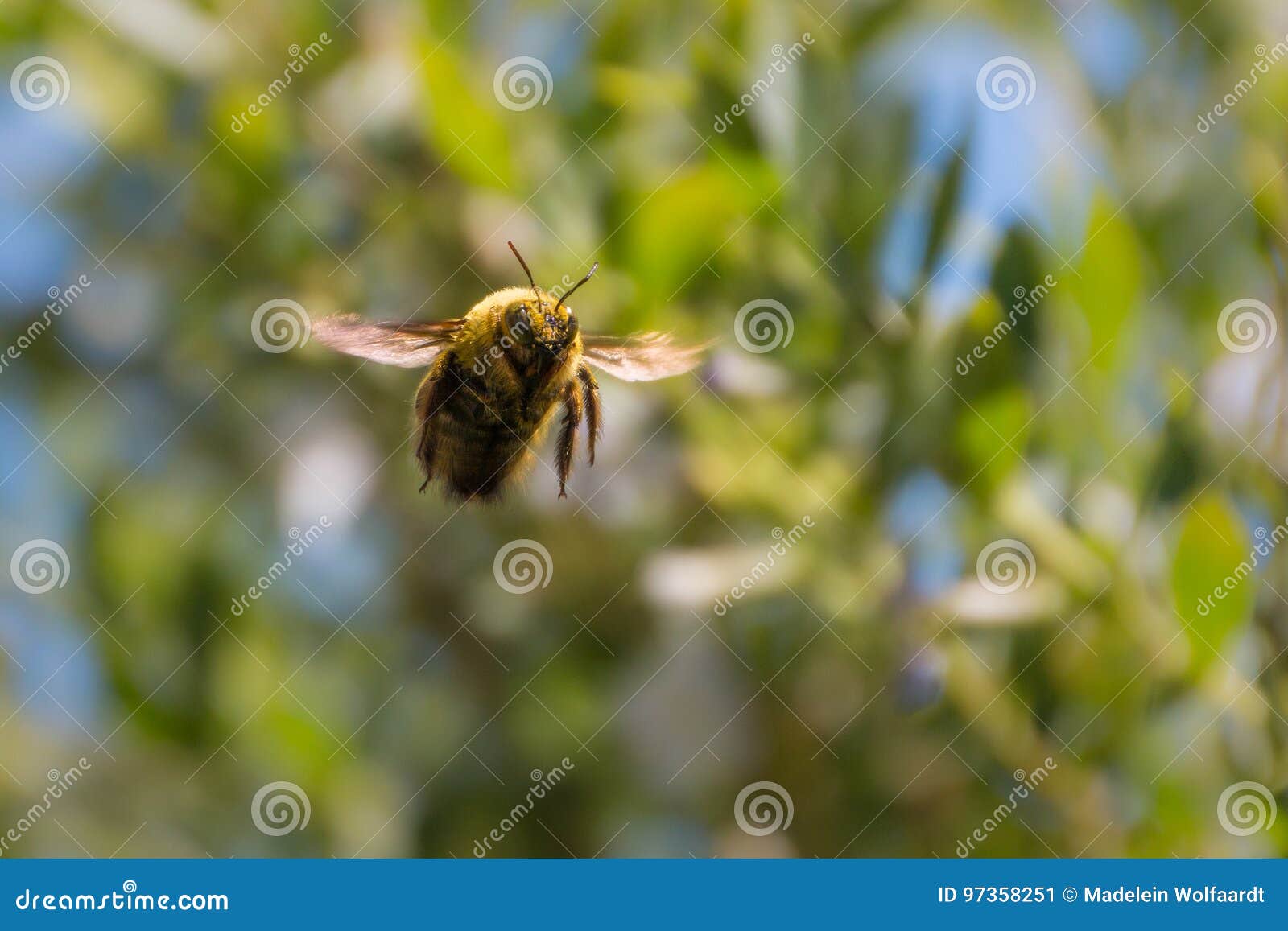 Bee Facing Camera Stock Photos - Free & Royalty-Free Stock Photos from ...