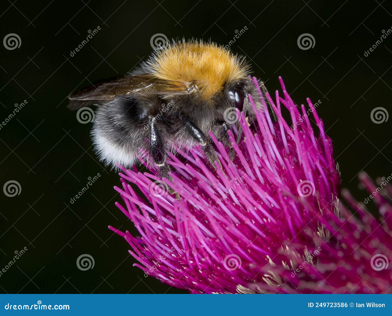 Bumble Bee Feeding on Thistle - Side View Stock Photo - Image of honey ...