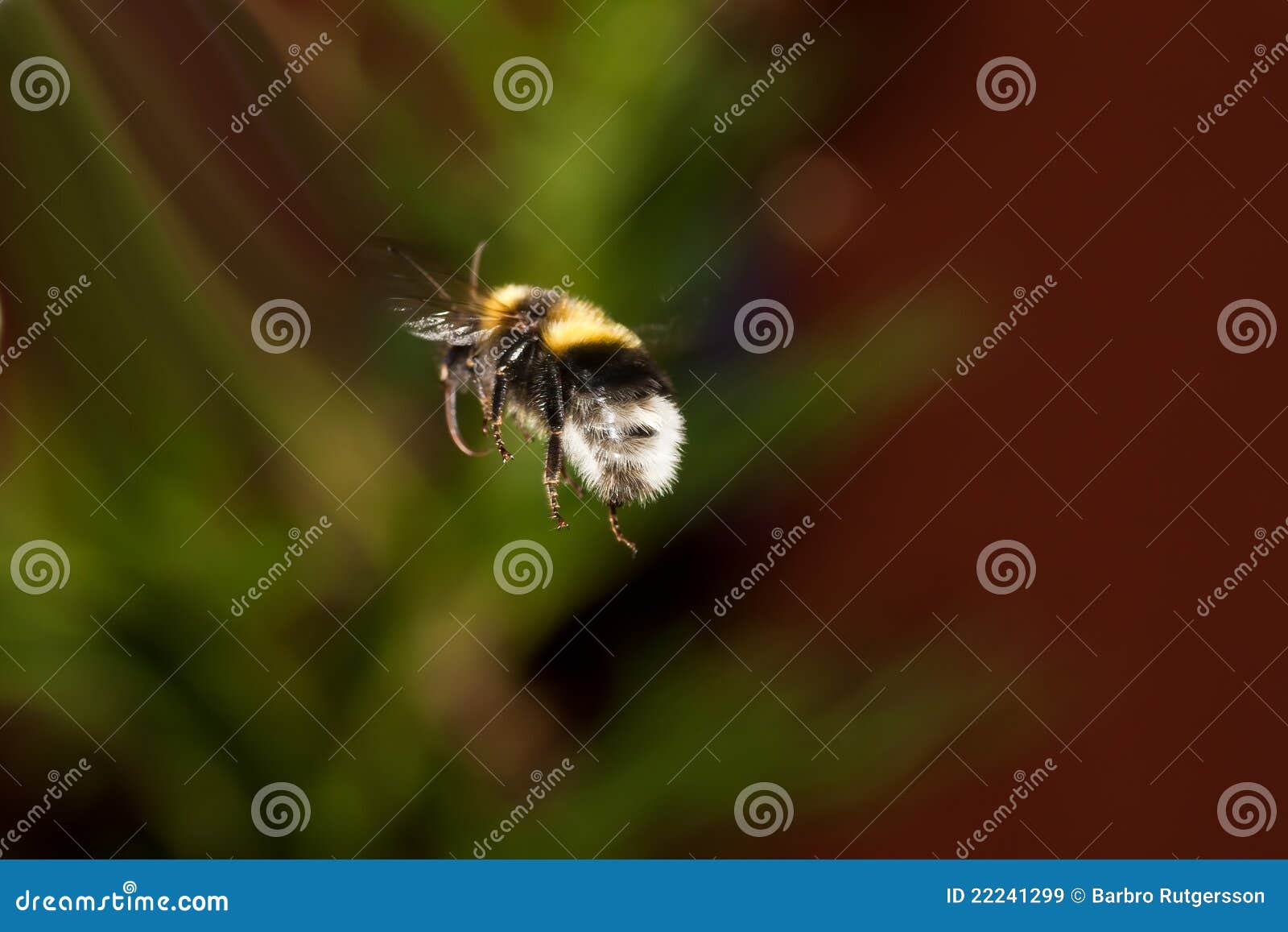 Bumble bee in flight stock image. Image of animal, animals - 22241299