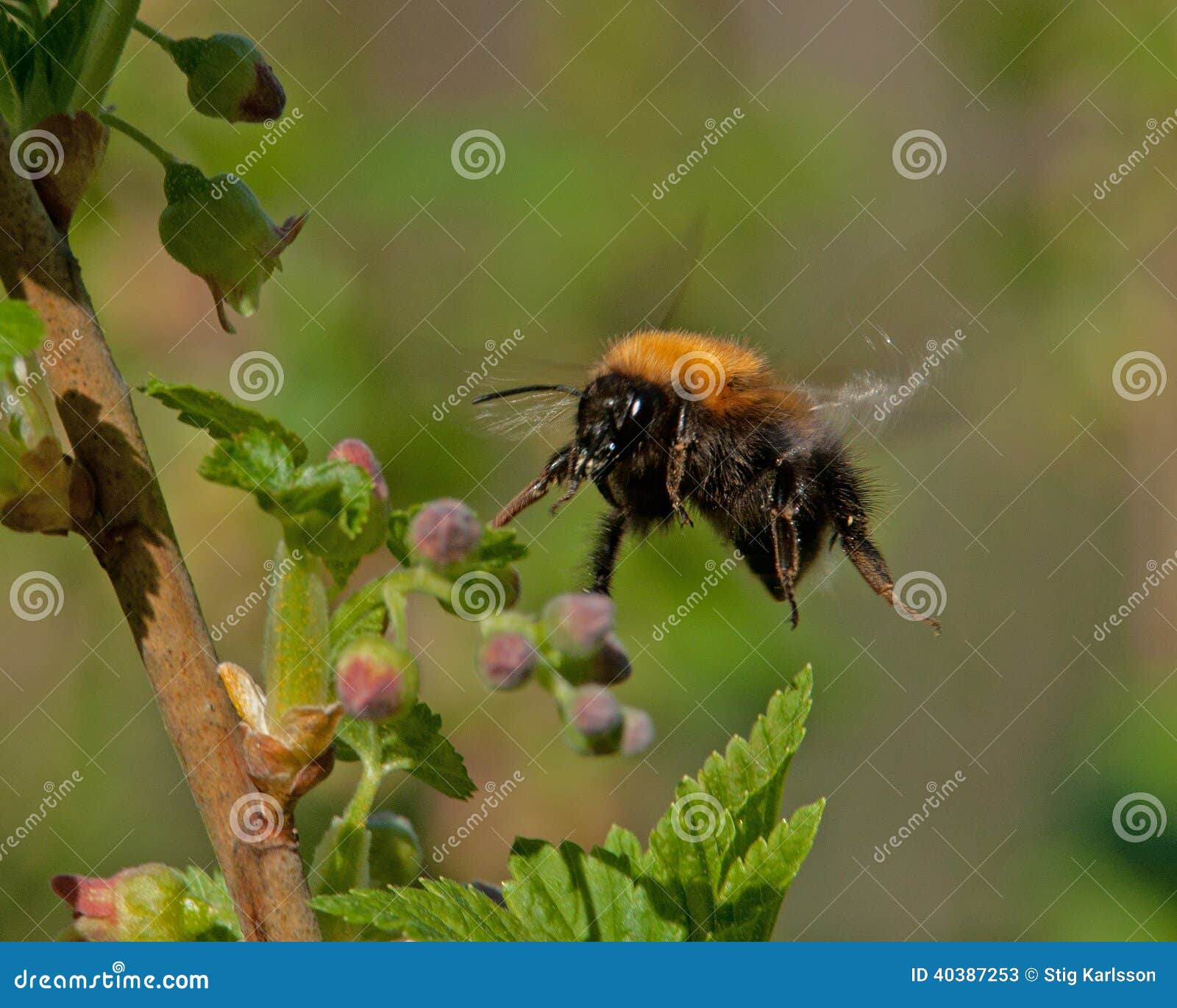 Bumble Bee in Flight in Black Blooming Currant Bush Stock Image - Image ...