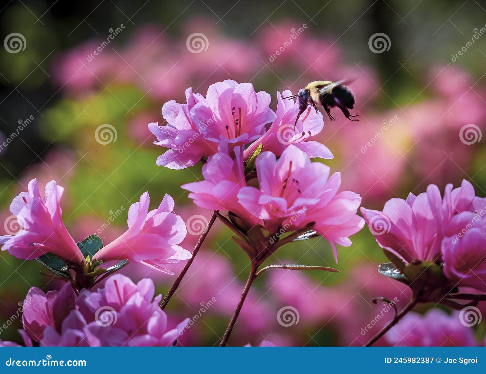 Bumble Bee Floating in for a Drink of Nectar and Pollinating the Wild ...