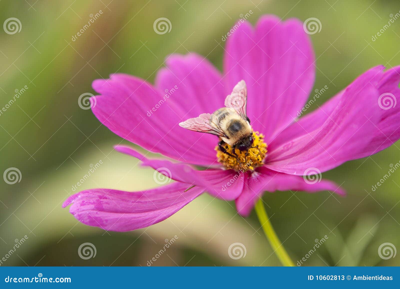 Bumble Bee on Flower stock image. Image of bright, vibrant - 10602813