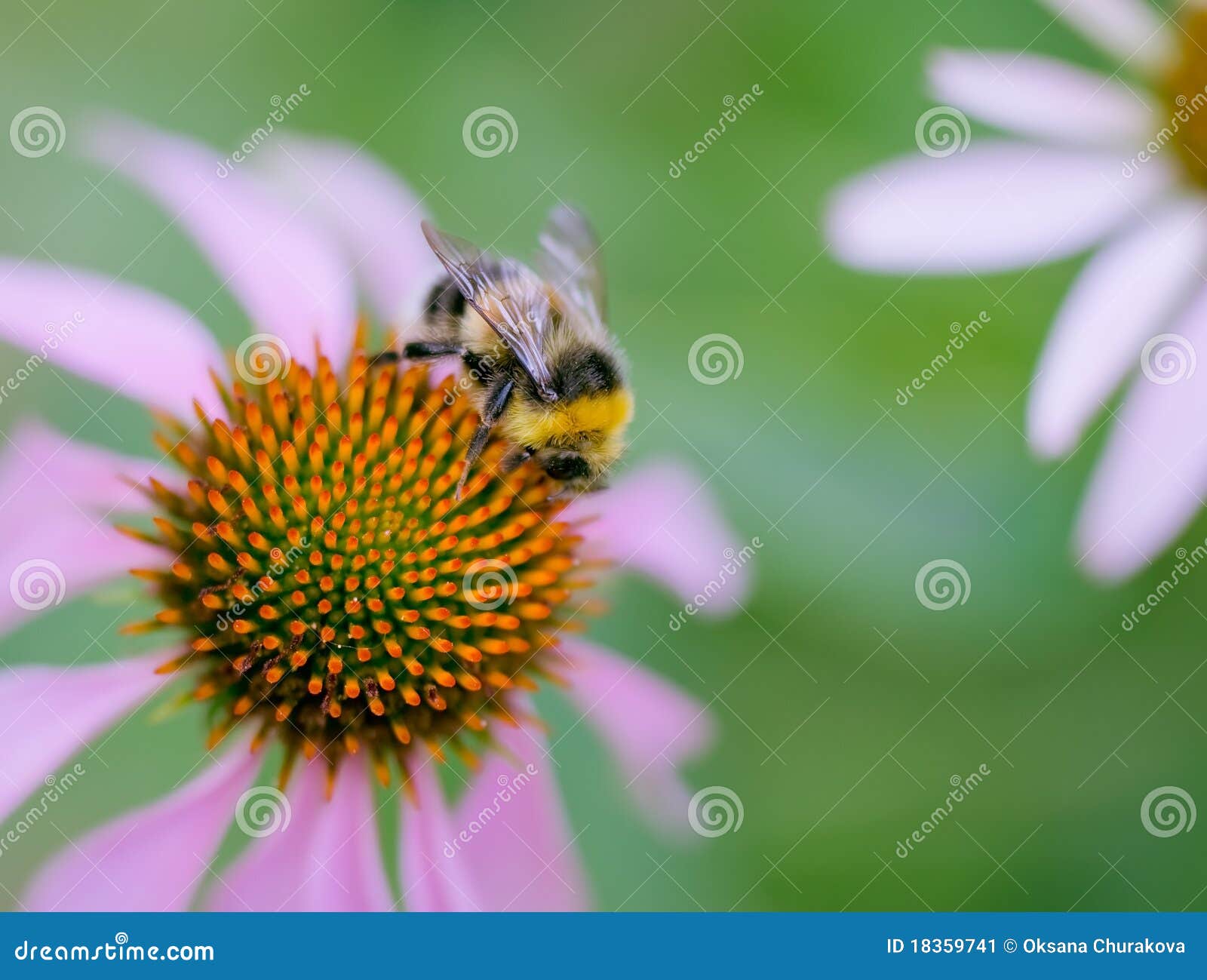Bumble bee on a flower stock image. Image of coneflower - 18359741