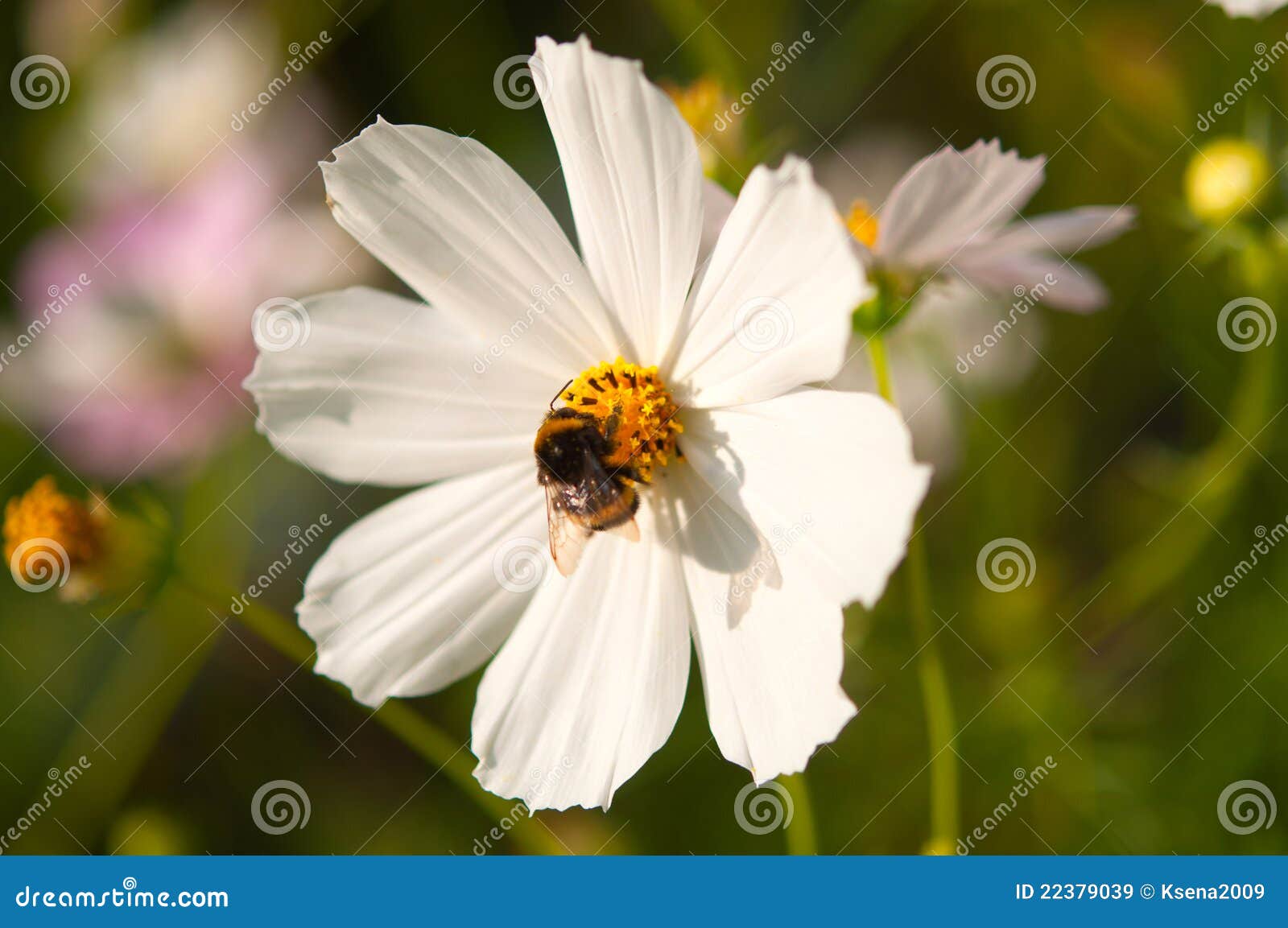 Bumble bee on a flower stock image. Image of closeup - 22379039