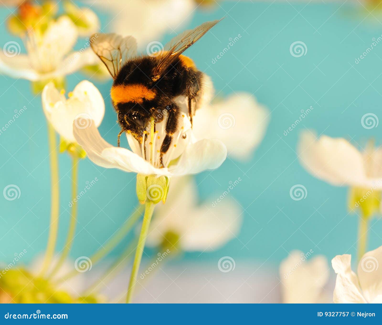 Bumble bee on a flower stock image. Image of nature, flying - 9327757
