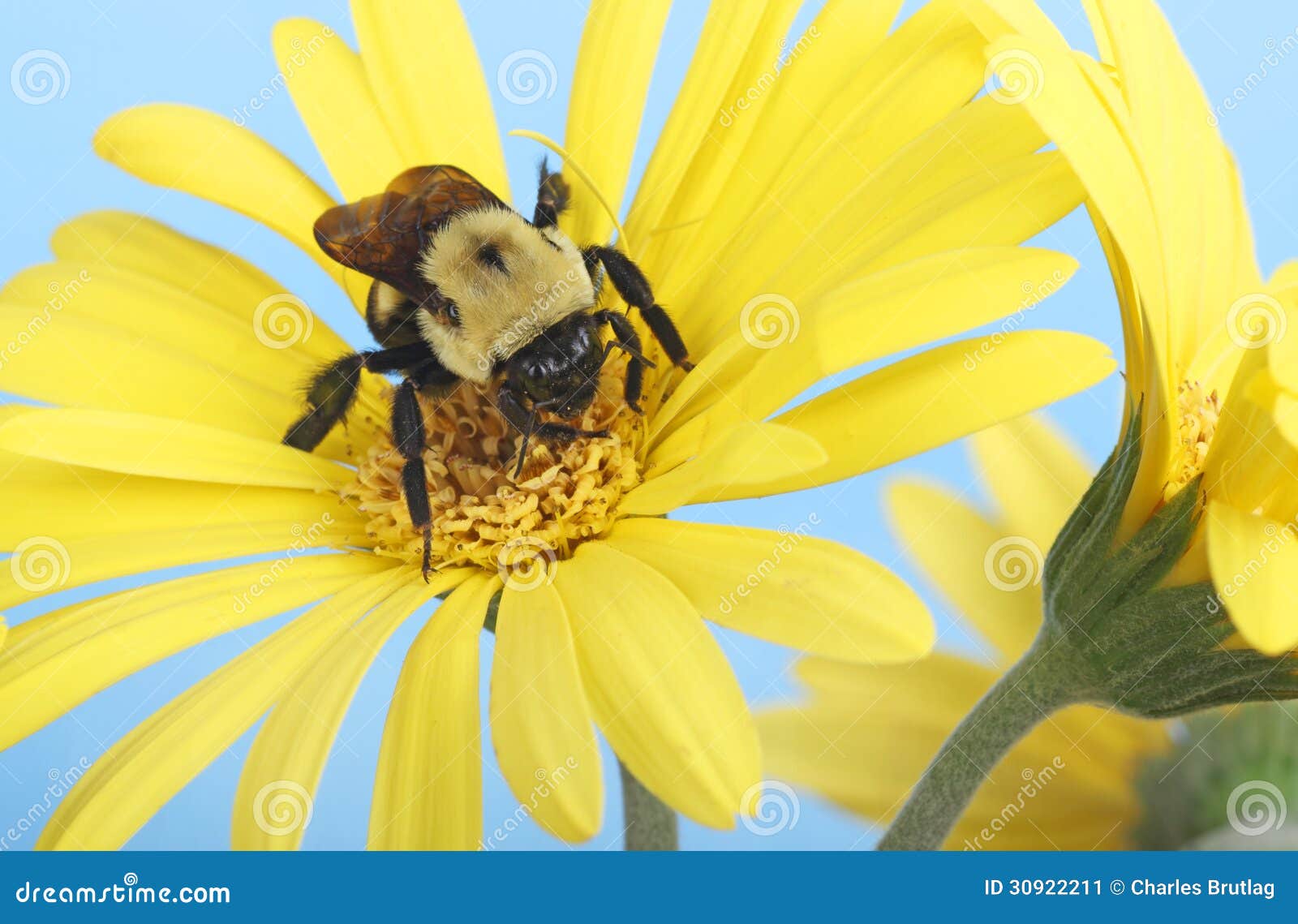 Bumble Bee on a Flower stock image. Image of insect, eastern - 30922211