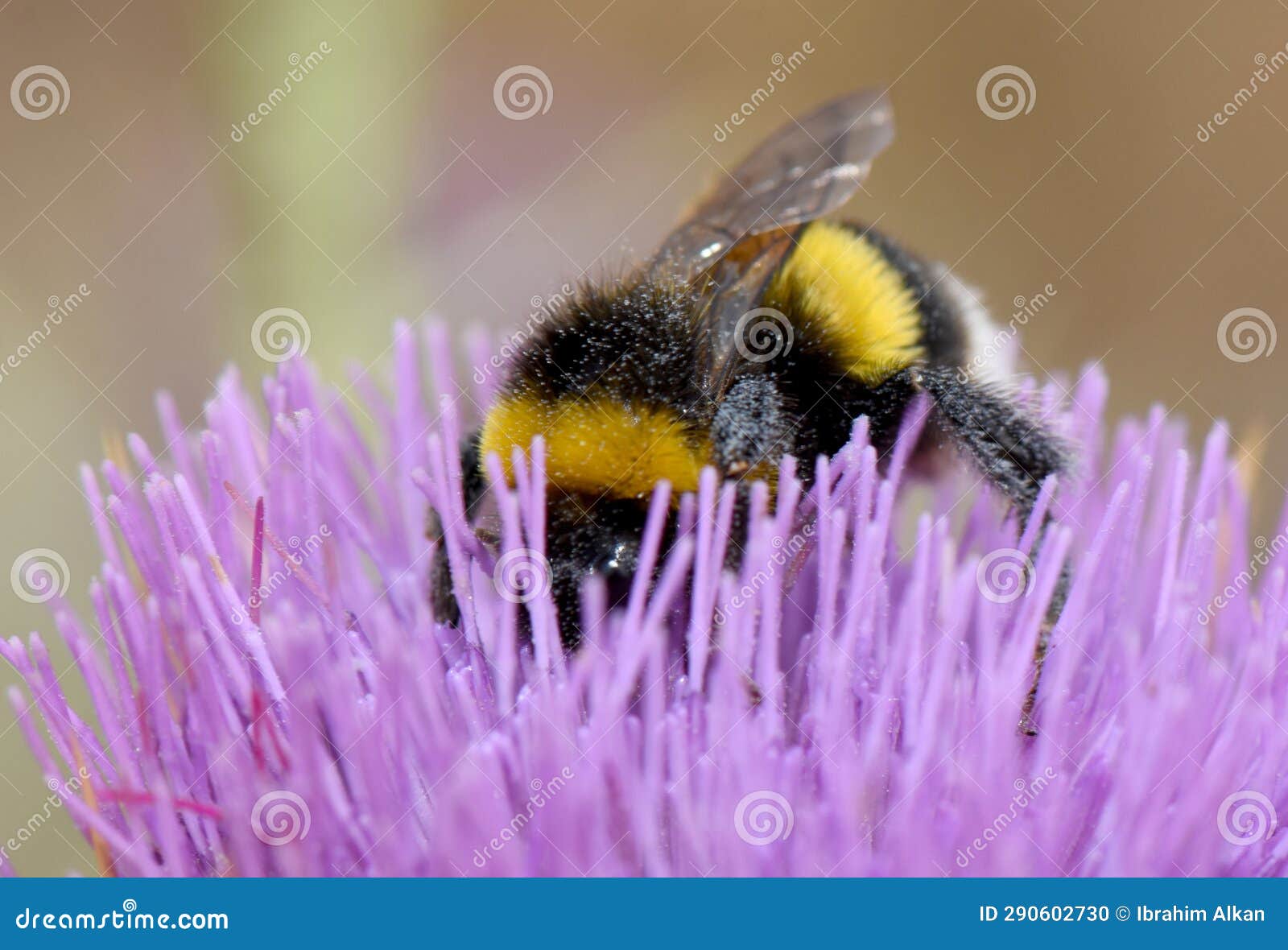 Bumble bee in a flower stock photo. Image of plant, animal - 290602730