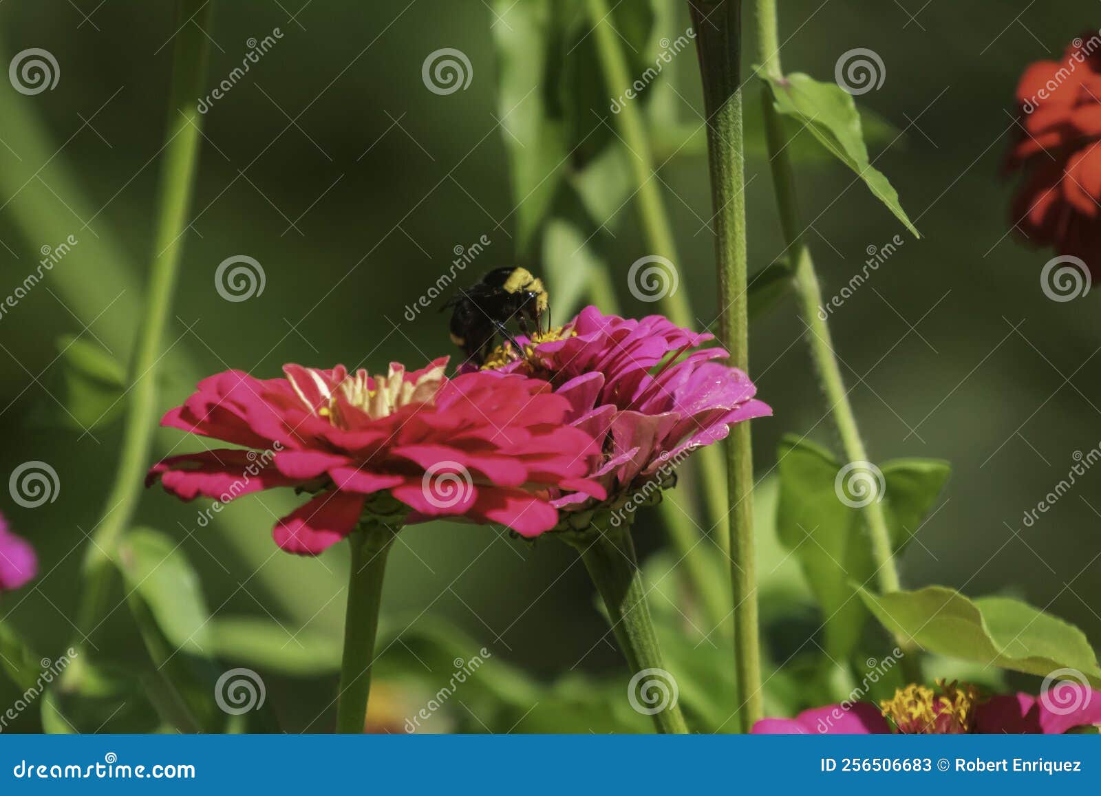 A Bumble Bee on a Flower in a Garden Stock Image - Image of square ...