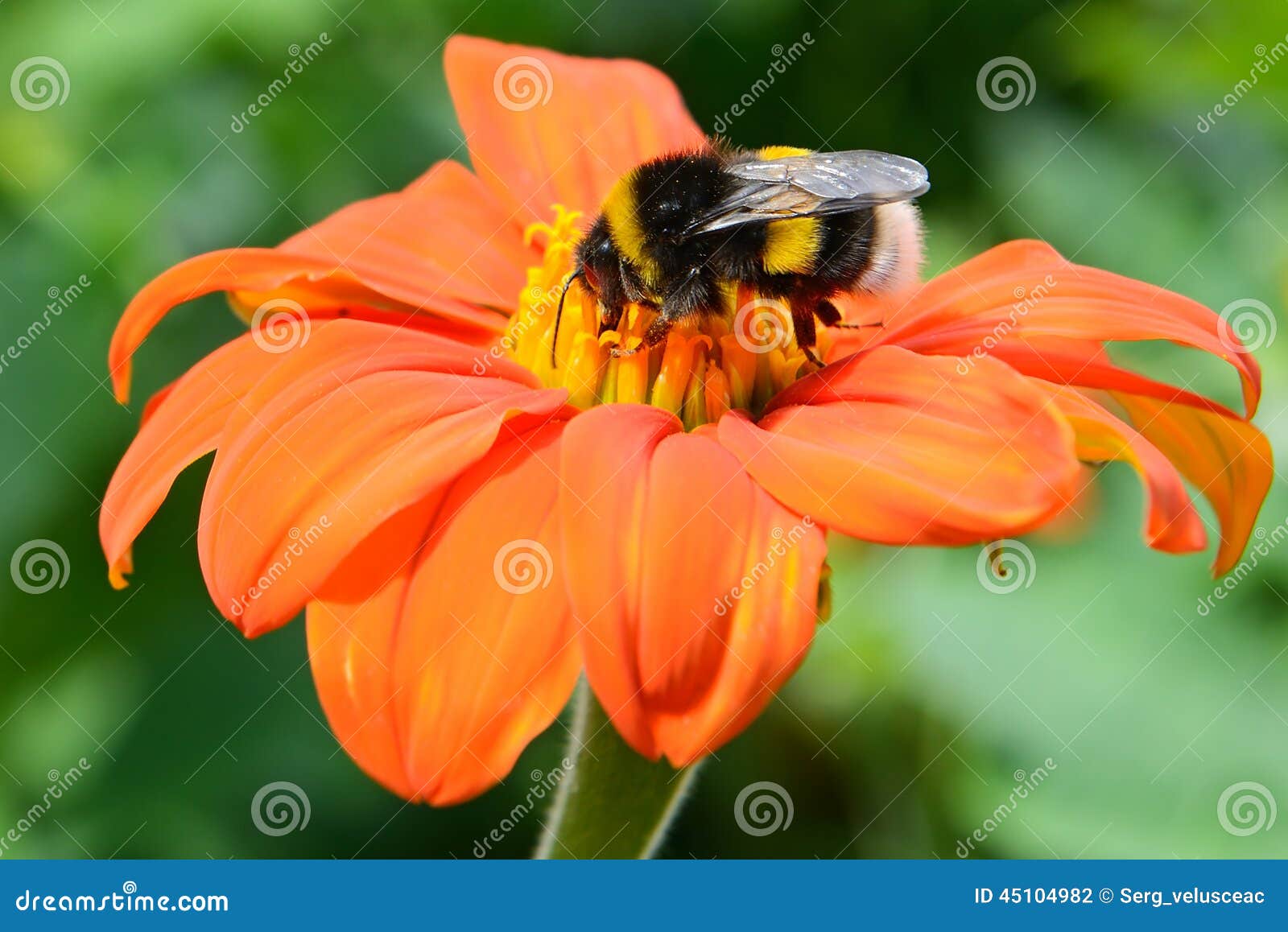 Bumble bee on flower stock photo. Image of insect, flowers - 45104982