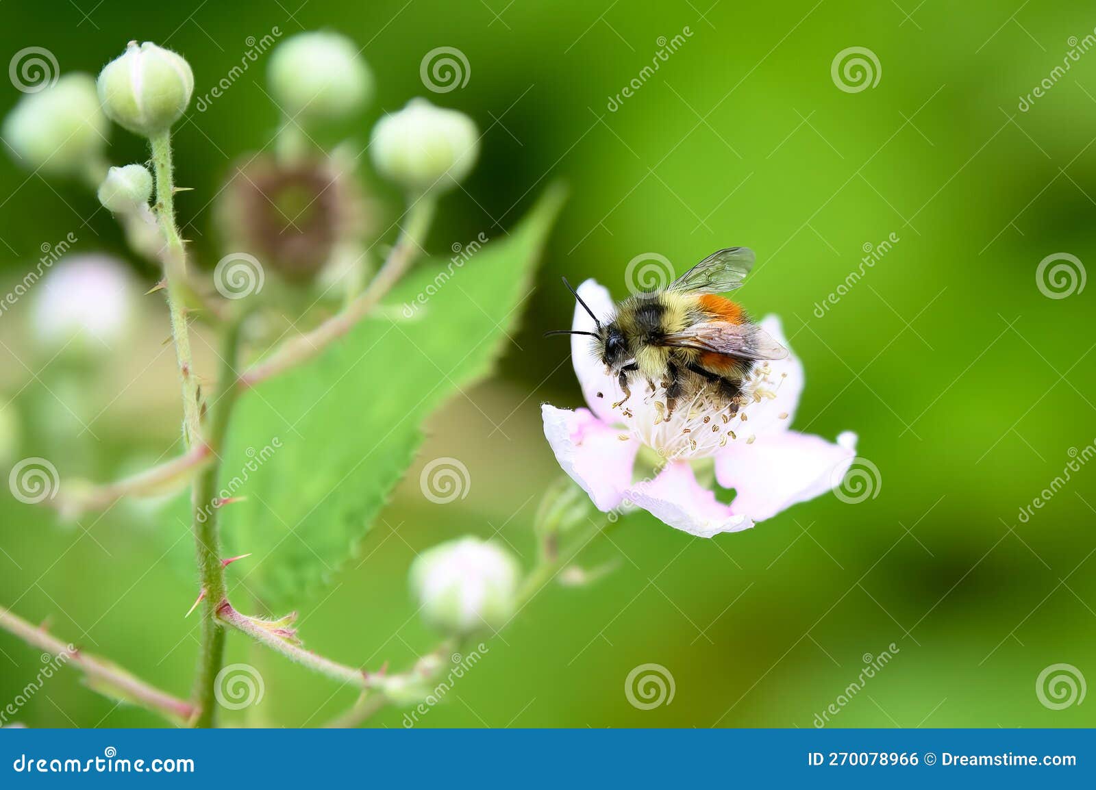 Bumble Bee on a flower stock photo. Image of wildlife - 270078966