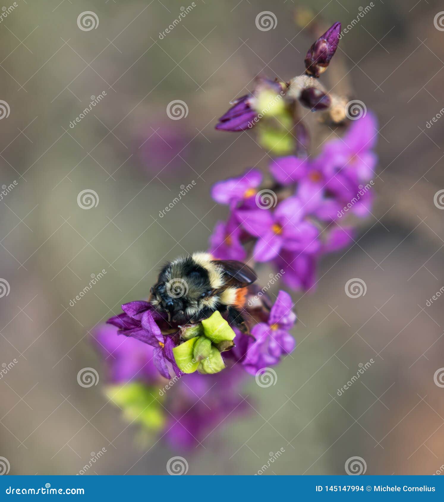 Bumble Bee on a Flower in Spring Stock Photo - Image of alaska, natural ...