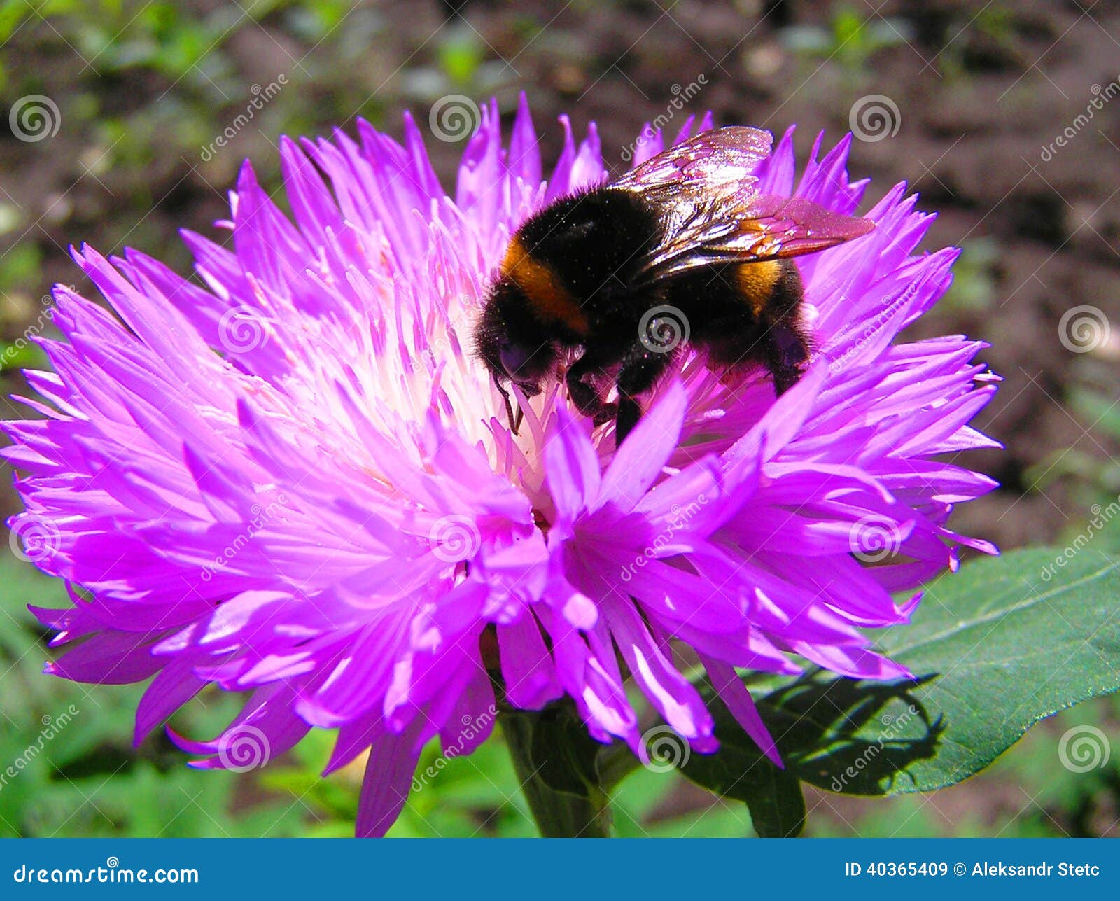 The Bumble bee on a flower stock image. Image of bumblebee - 40365409
