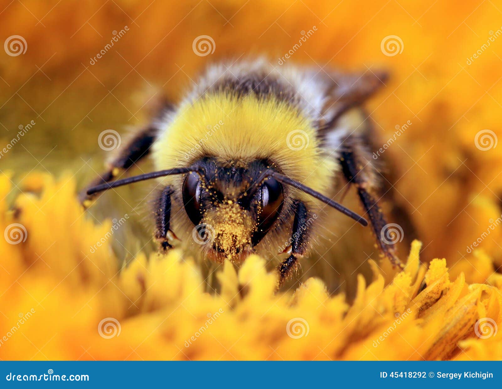 Bumble bee on a flower stock photo. Image of bees, beautiful - 45418292