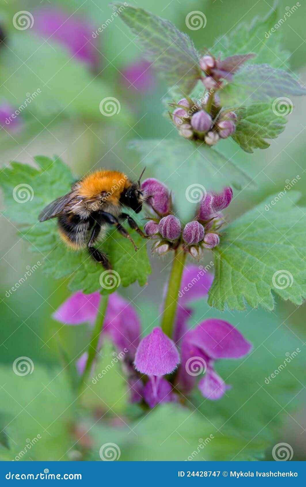 Bumble-bee on the Flowering Plant Stock Image - Image of purple, europe ...