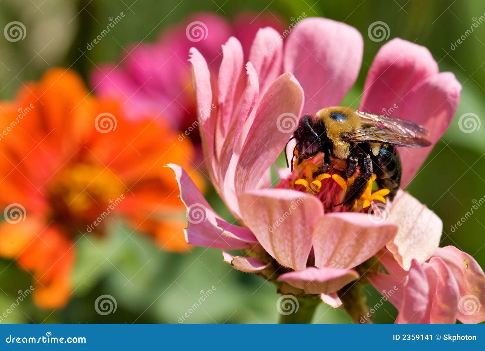 Bumble bee in flowers stock image. Image of insect, sunny - 2359141